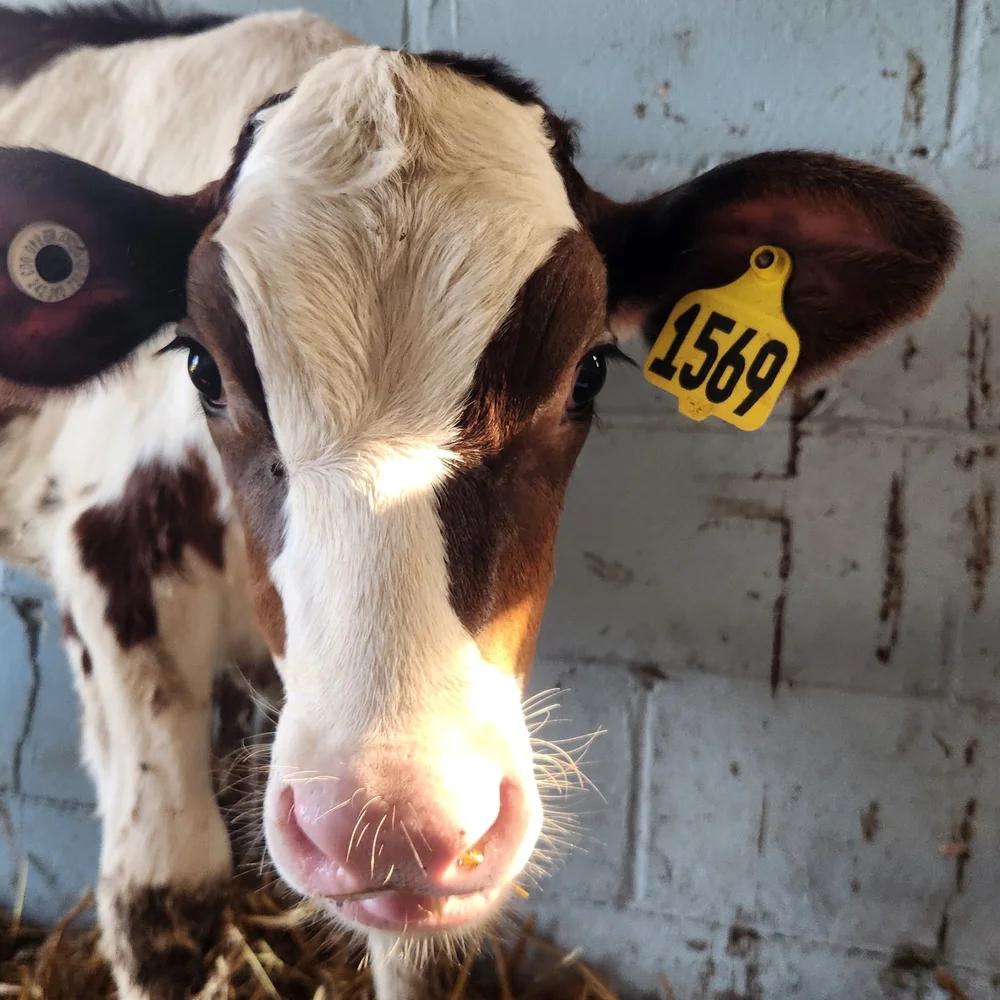 Curious Cows and Company - Corcoran, MN Calf Cuddling