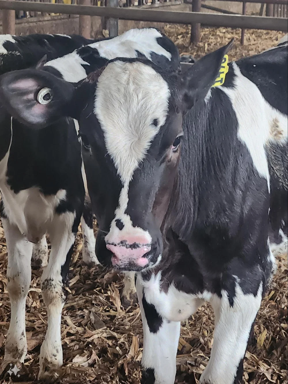 Curious Cows and Company - Corcoran, MN Calf Cuddling