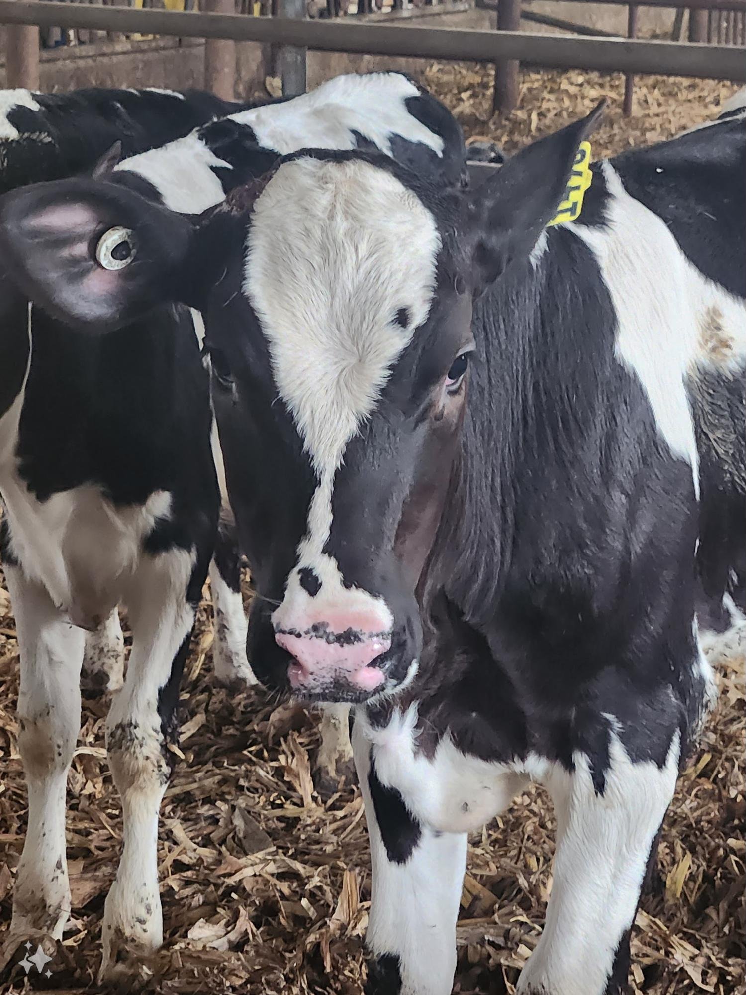 Curious Cows and Company - Corcoran, MN Calf Cuddling