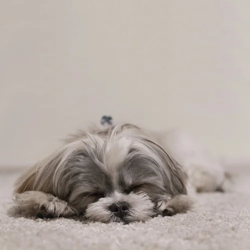Peace for Pets, Inland Northwest; In Home Pet Euthanasia Provider