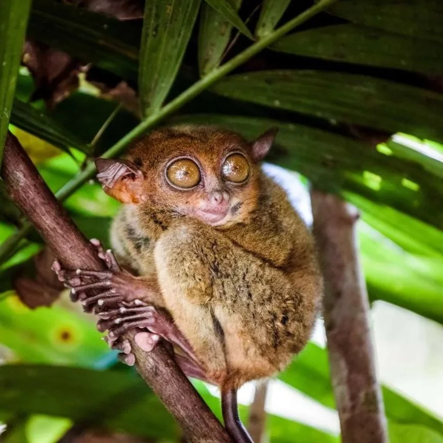 Dream Philippines Tours