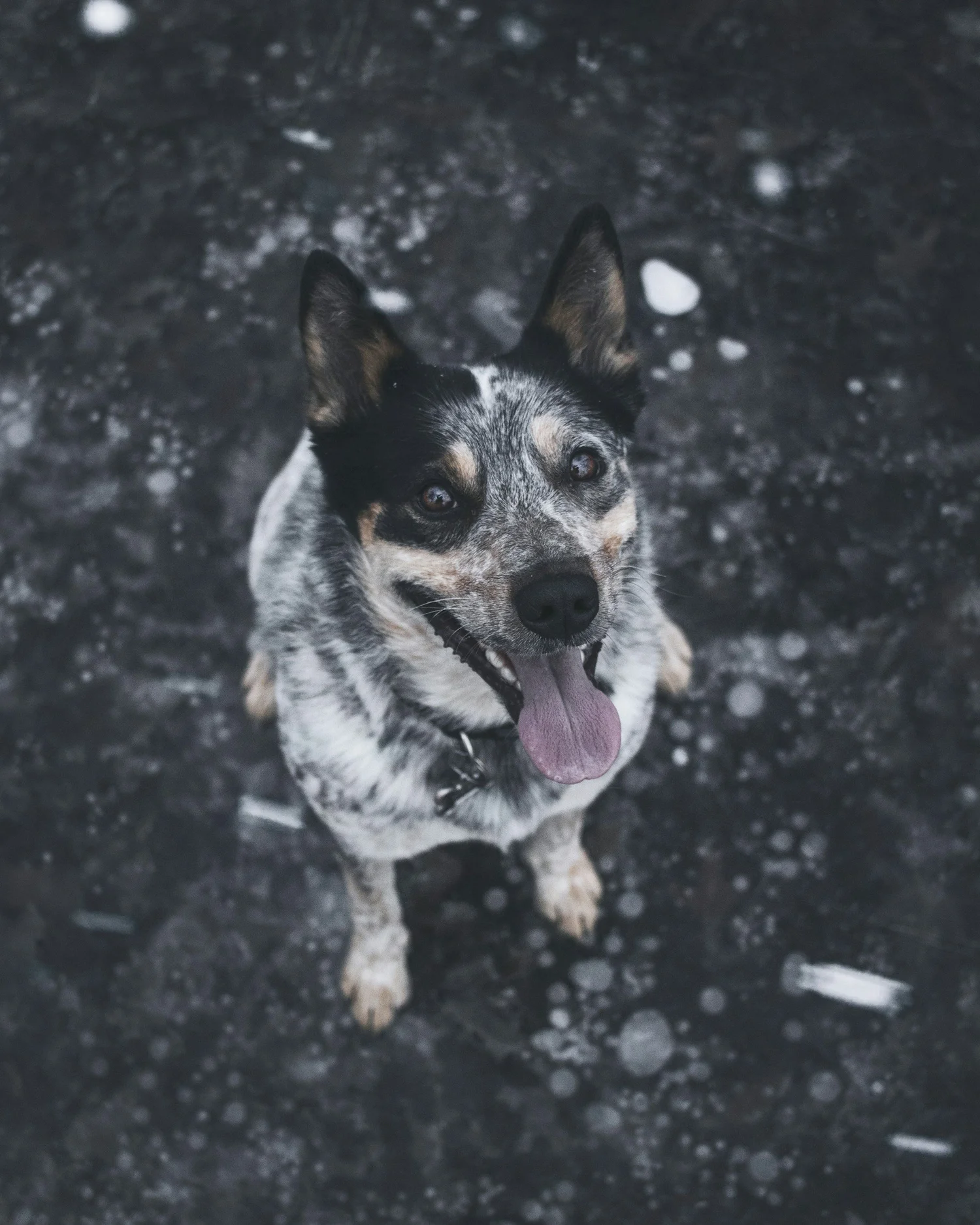 ABQ Spay & Neuter - Affordable Pet Care