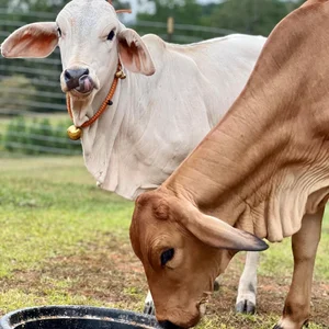 Patil-Kulkarni Farms