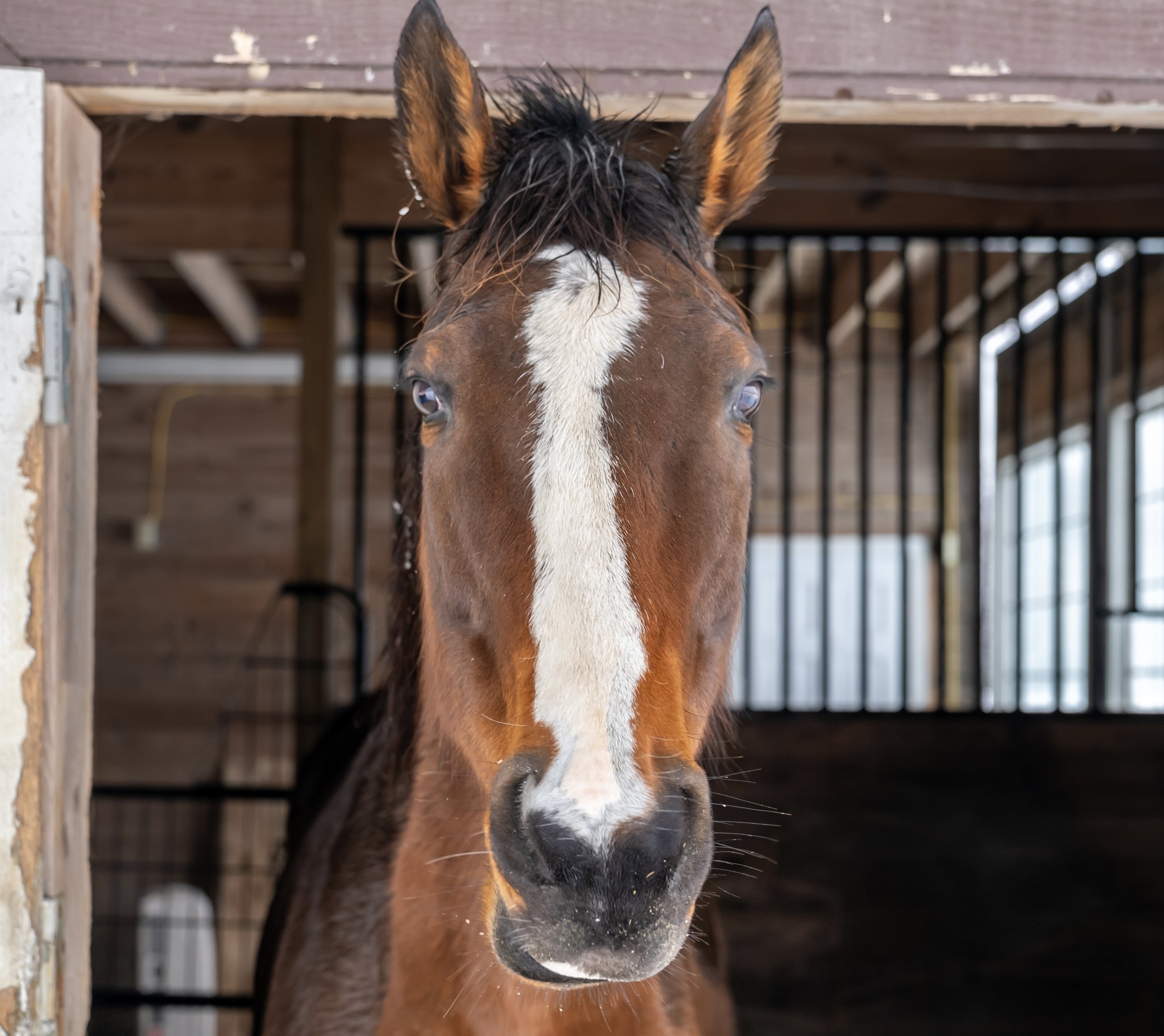 About | Discover Equine Training Now — Quiet Bridge Equine