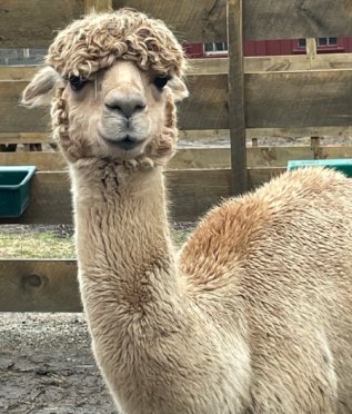 Hope Alpaca Farm
