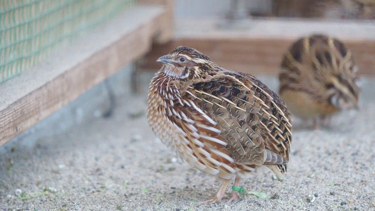 How to Hatch and Raise Quail for Your Homestead — Thunderwood Ranch
