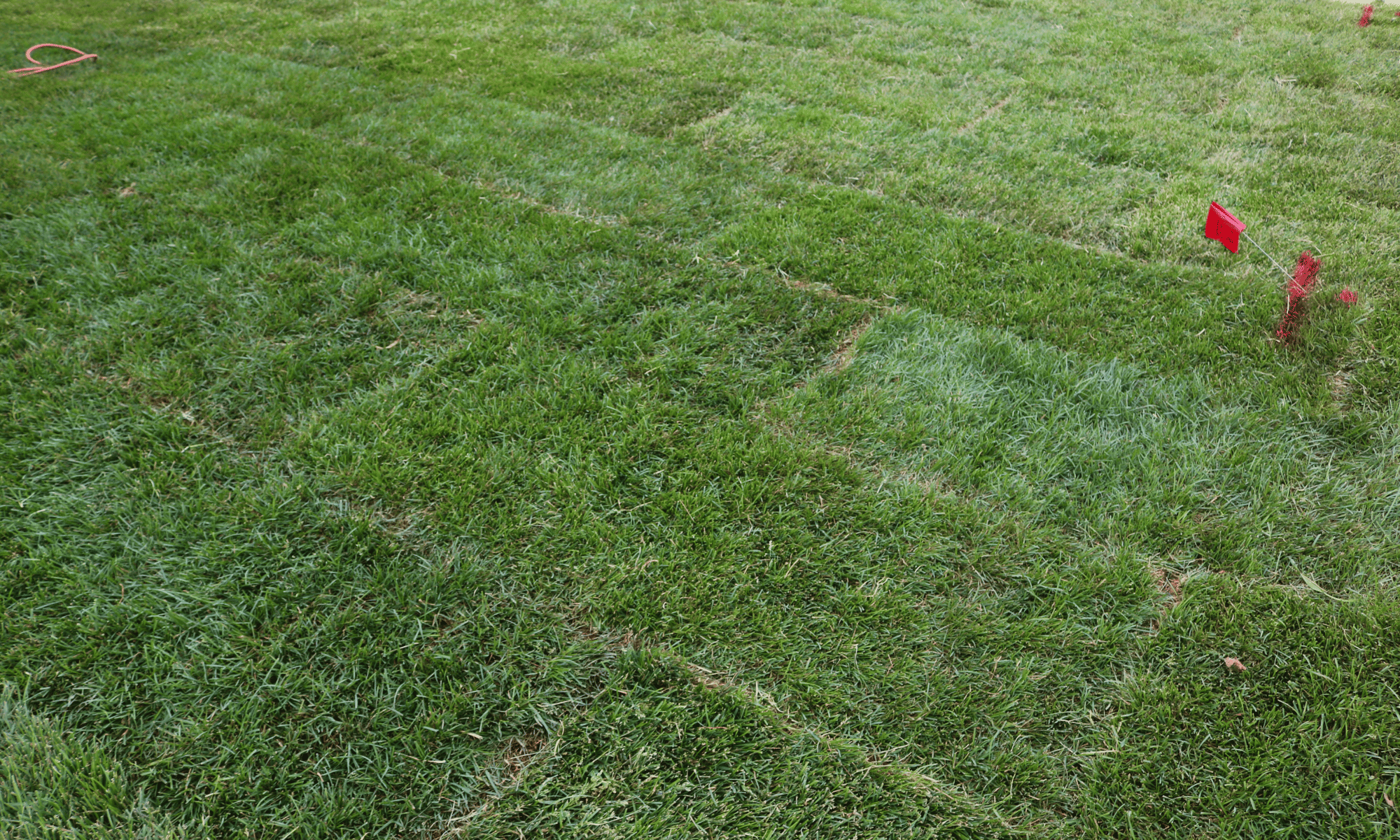 Artificial vs. Natural Turf: Which is Right for You?