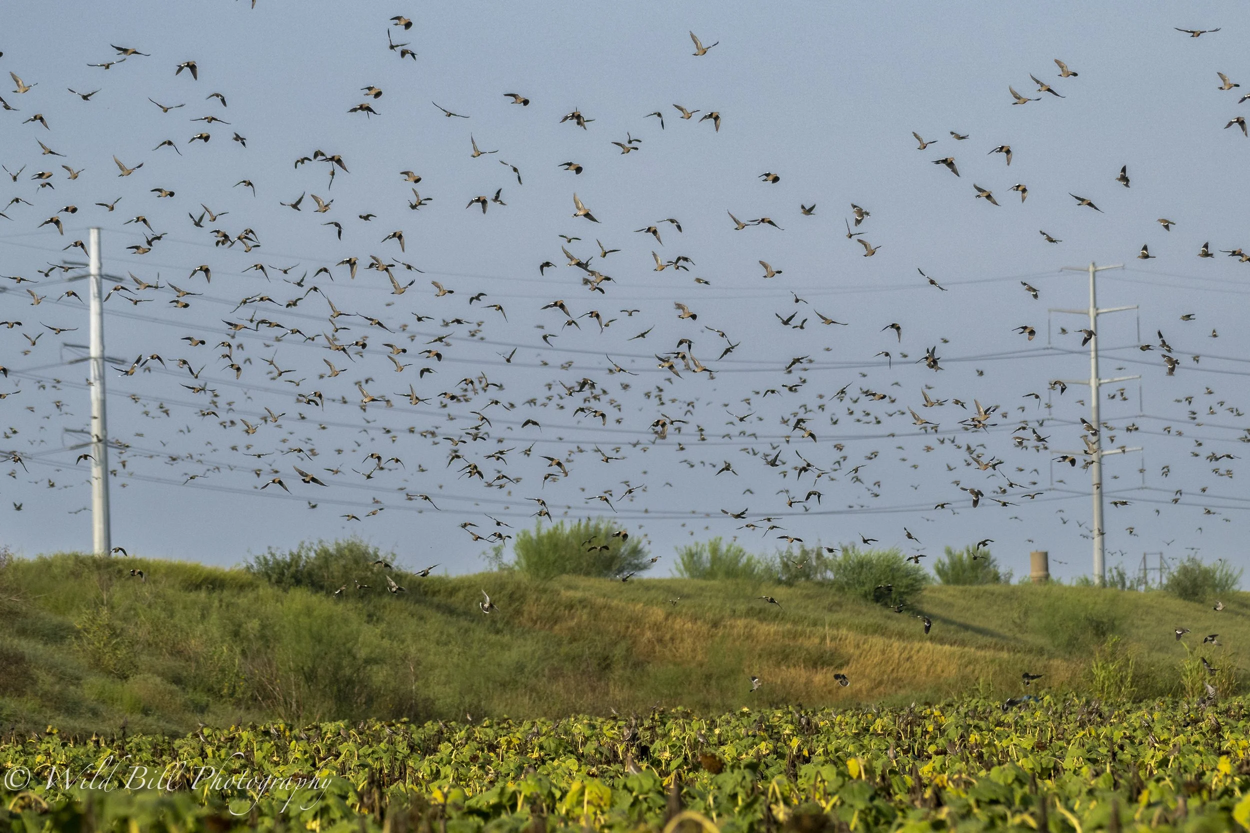 South Texas White Wing Hunts