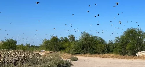 South Texas White Wing Hunts