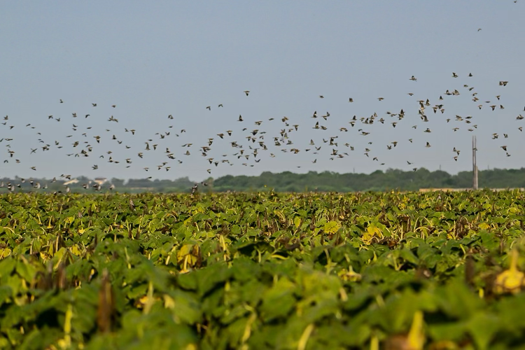 South Texas White Wing Hunts