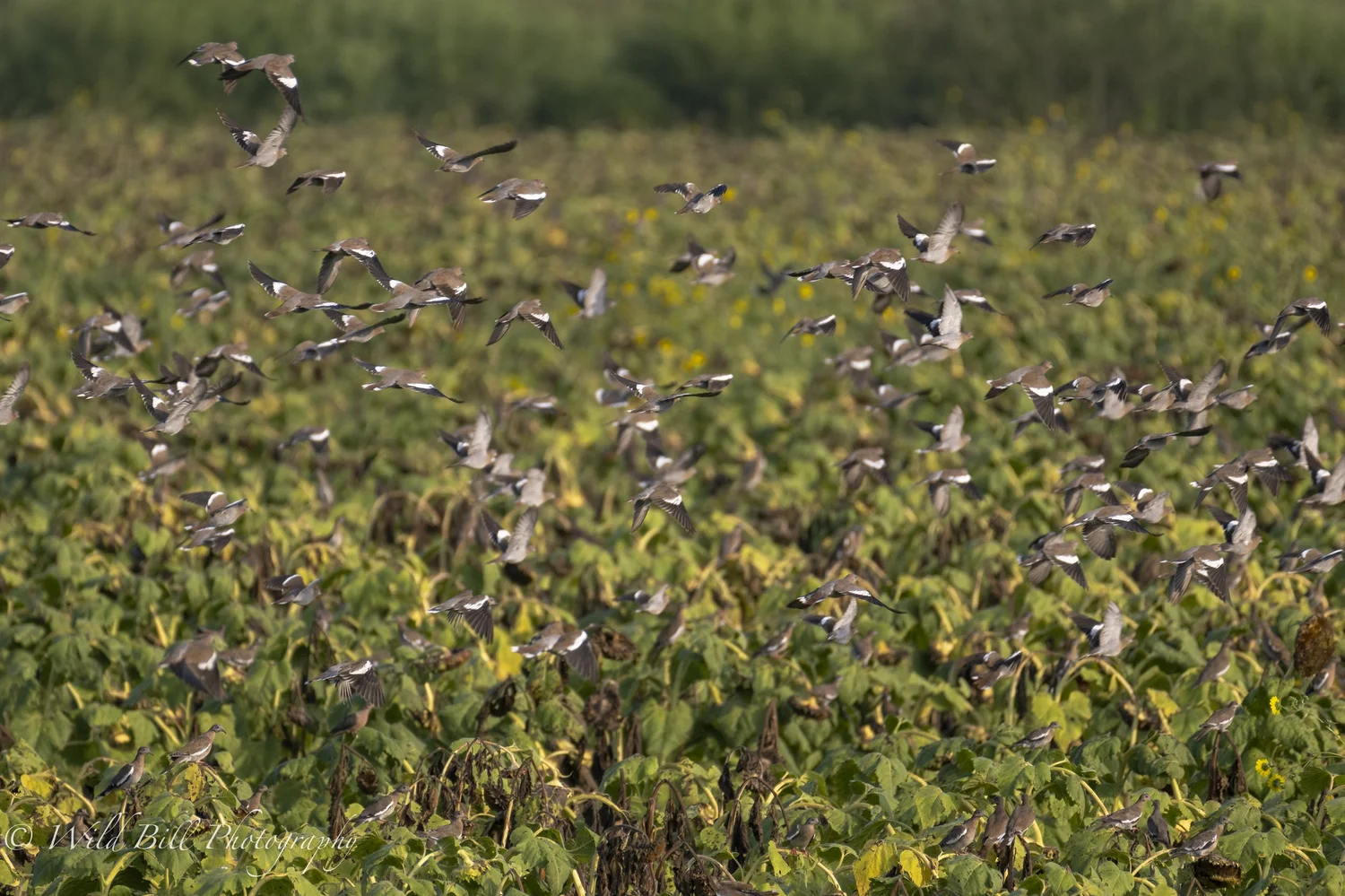 South Texas White Wing Hunts