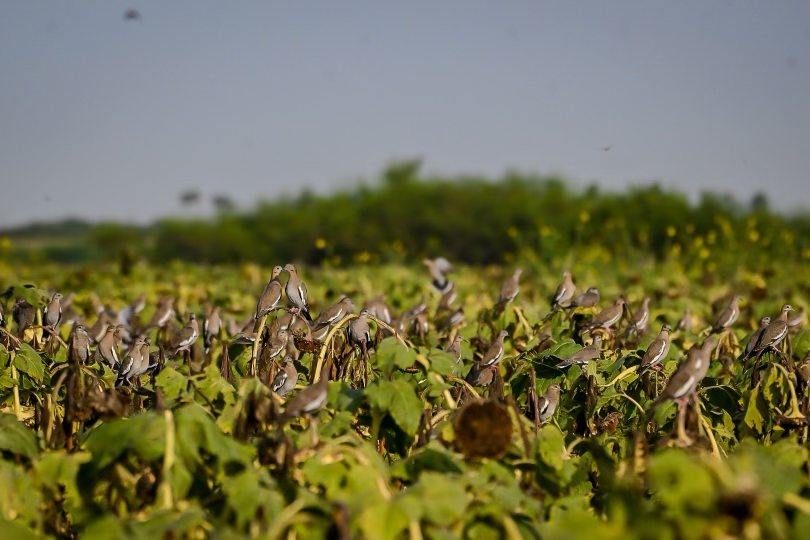 South Texas White Wing Hunts