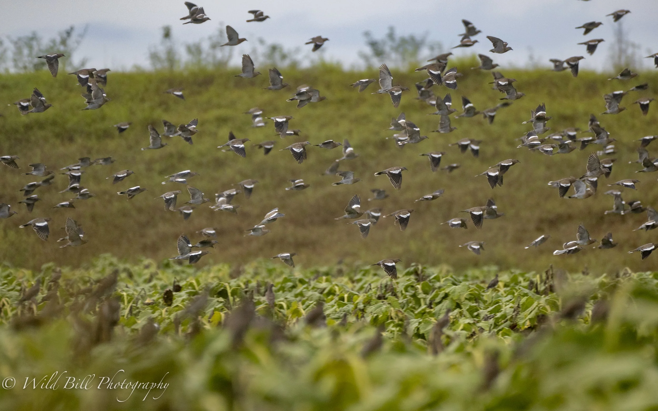 South Texas White Wing Hunts