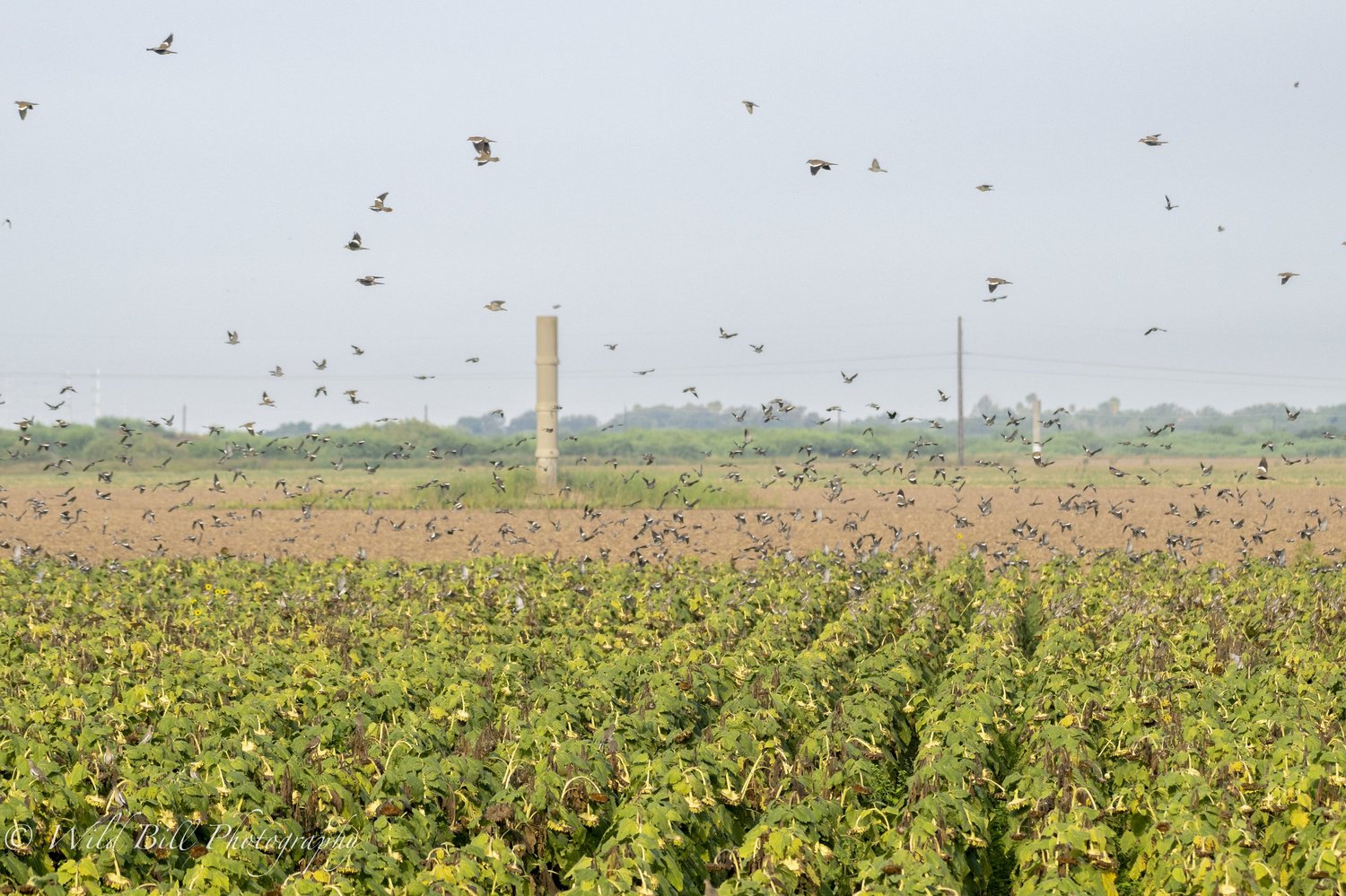 South Texas White Wing Hunts