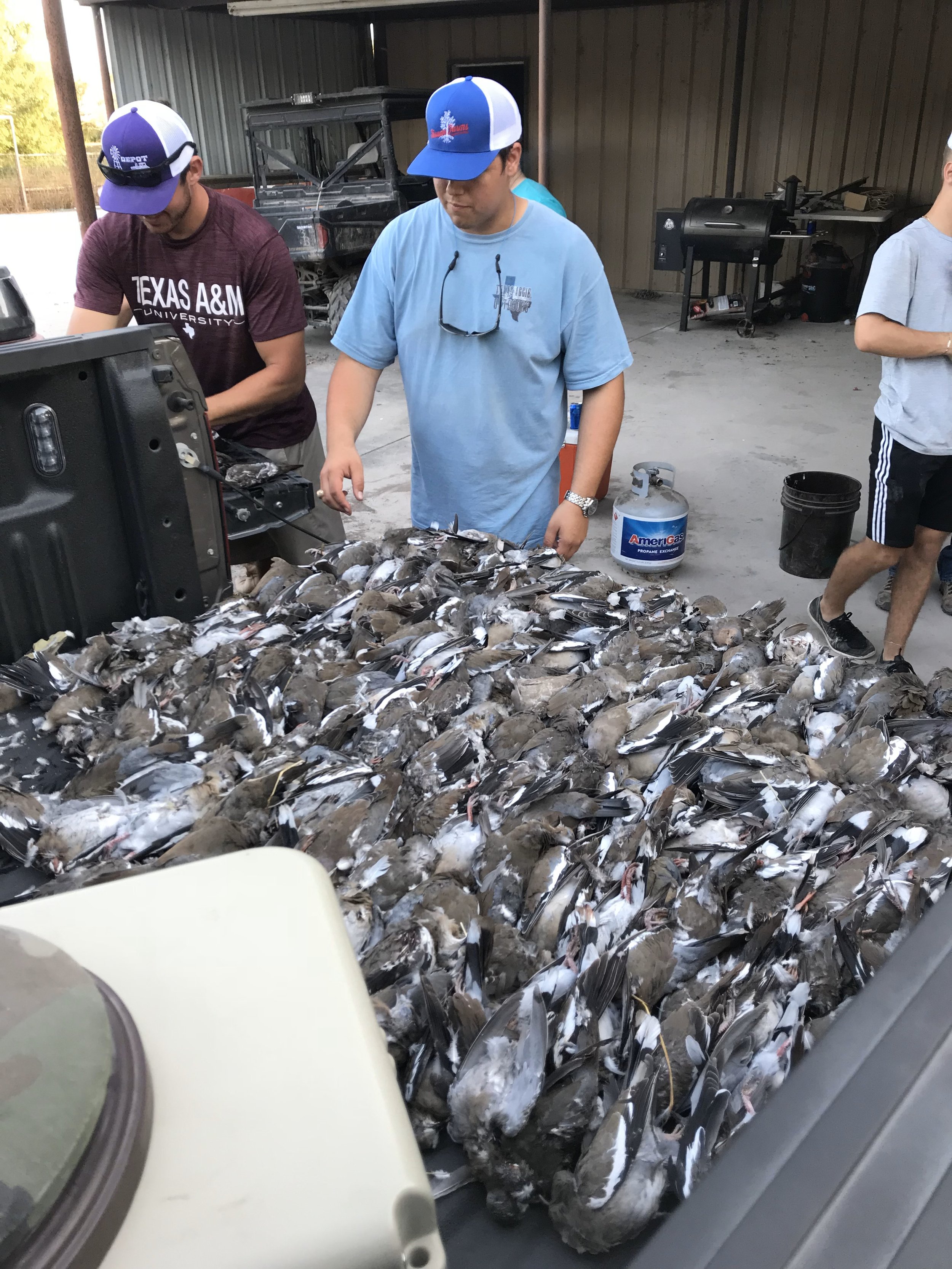 South Texas White Wing Hunts