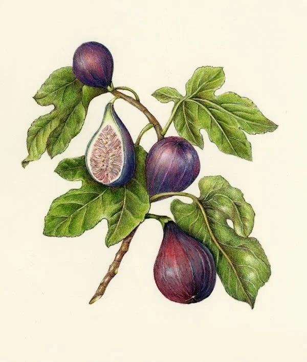 Commentary on the Fig Tree Metaphor — Dreamworldgirl Zine