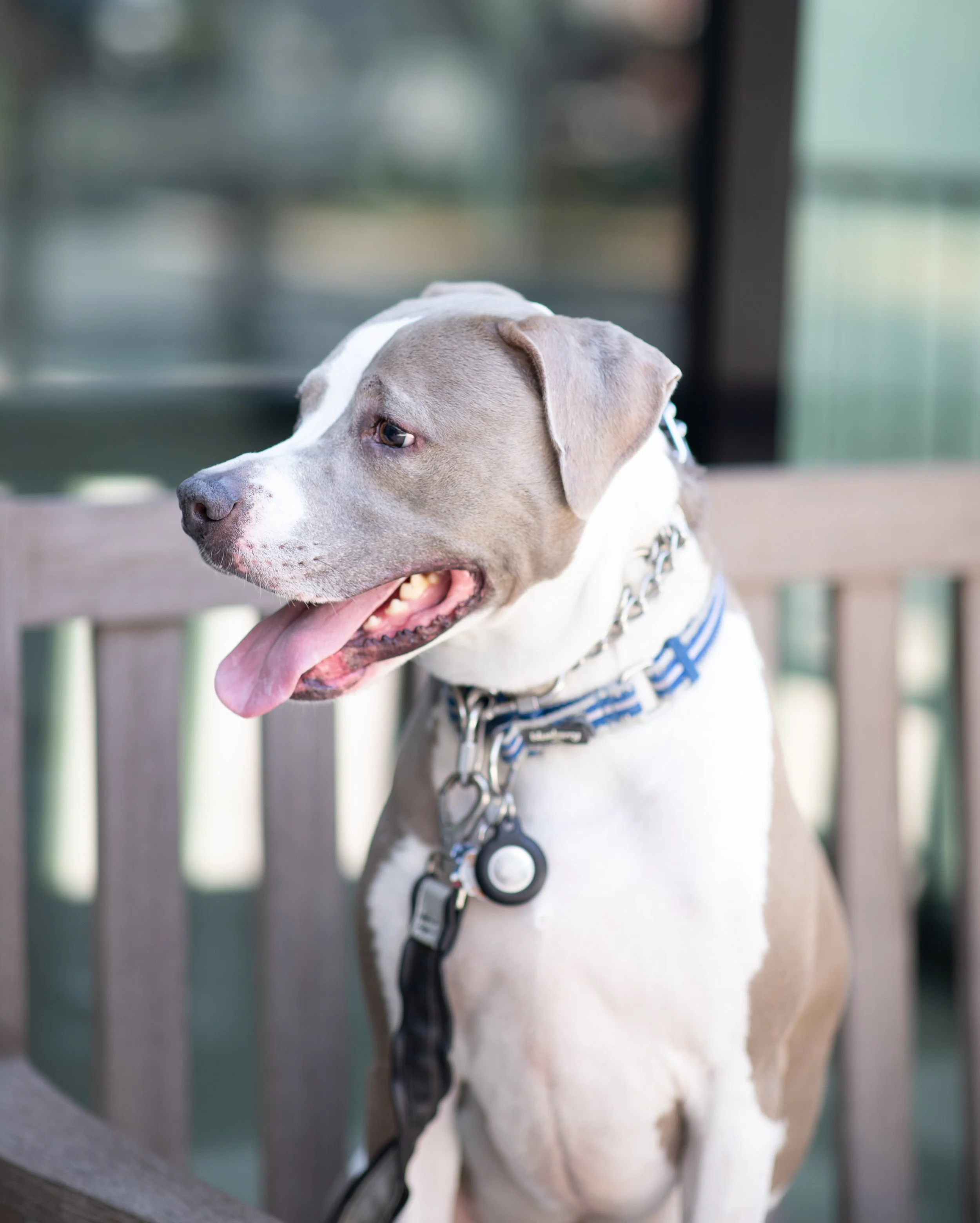 Southern Veterinary Services