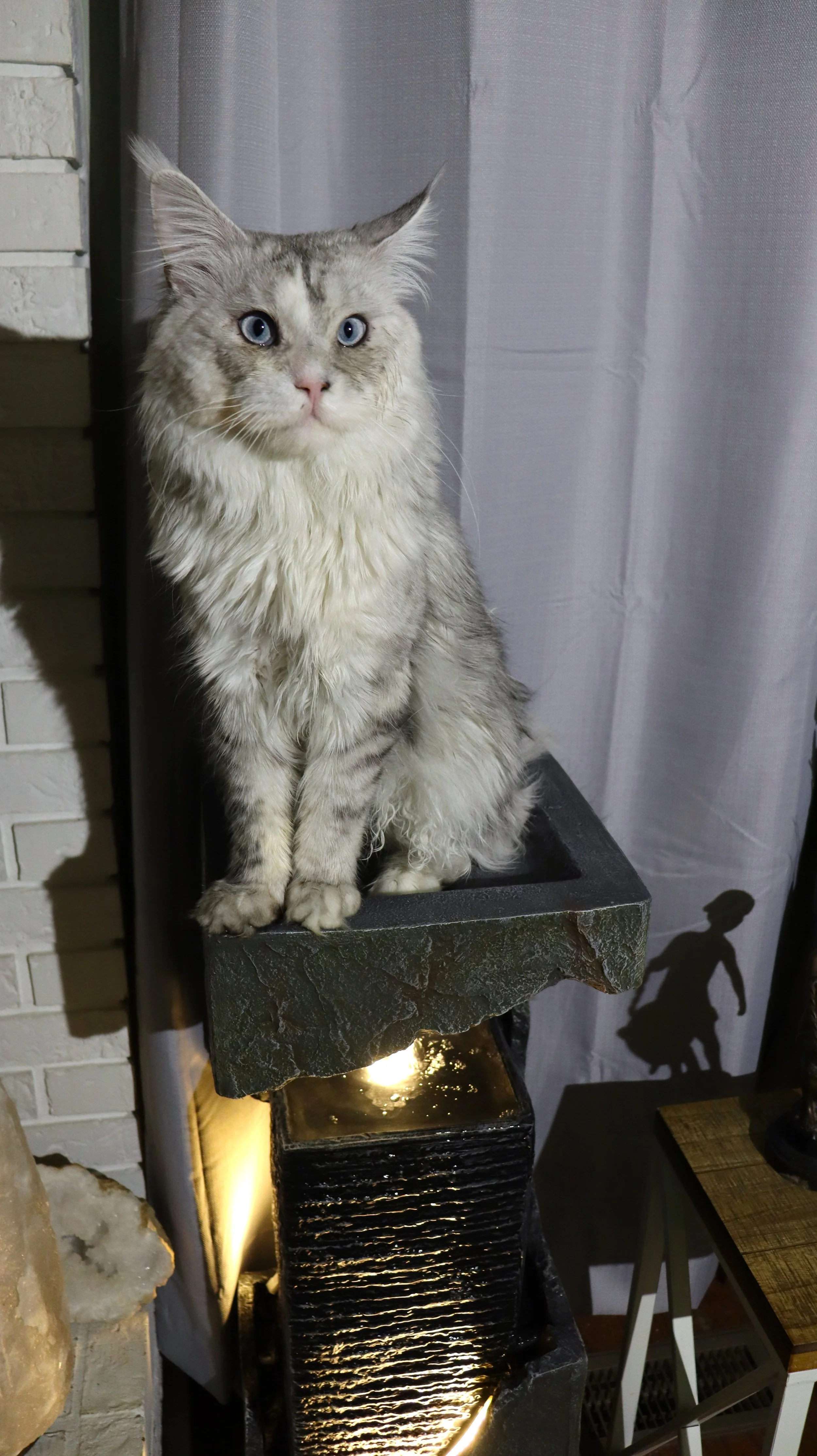 Fall Creek Maine Coons