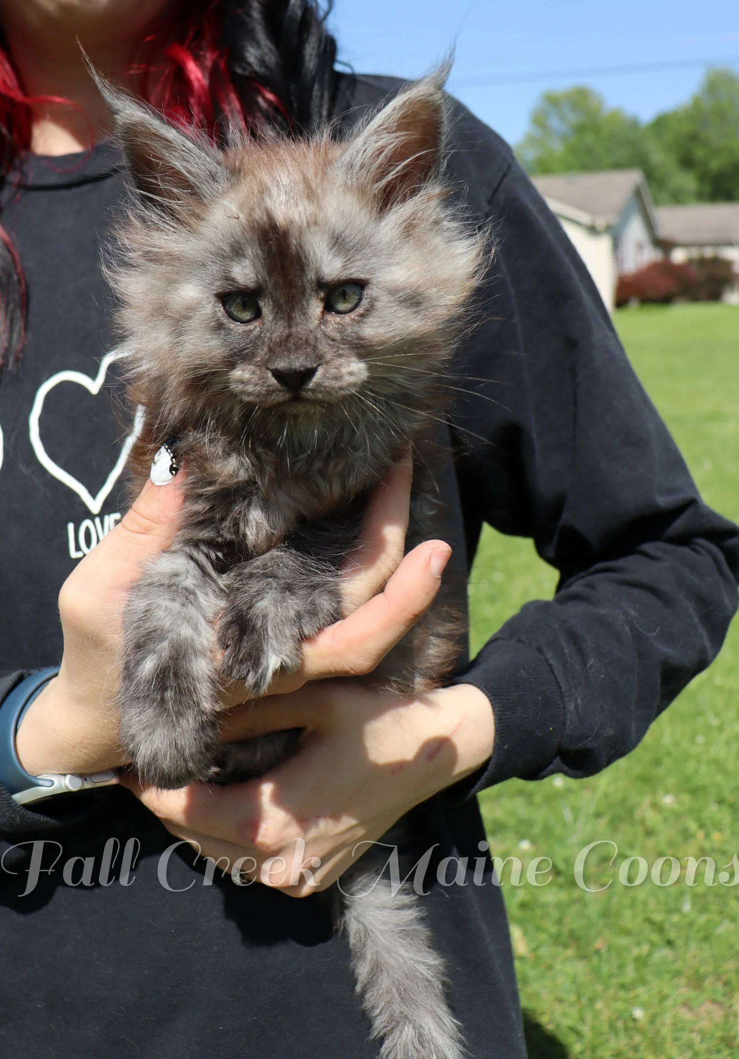 Fall Creek Maine Coons