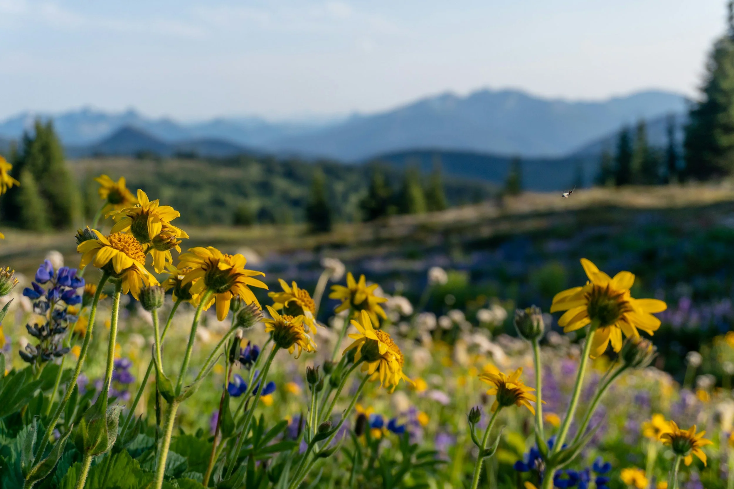 Store 1 — Butterfield Seeds