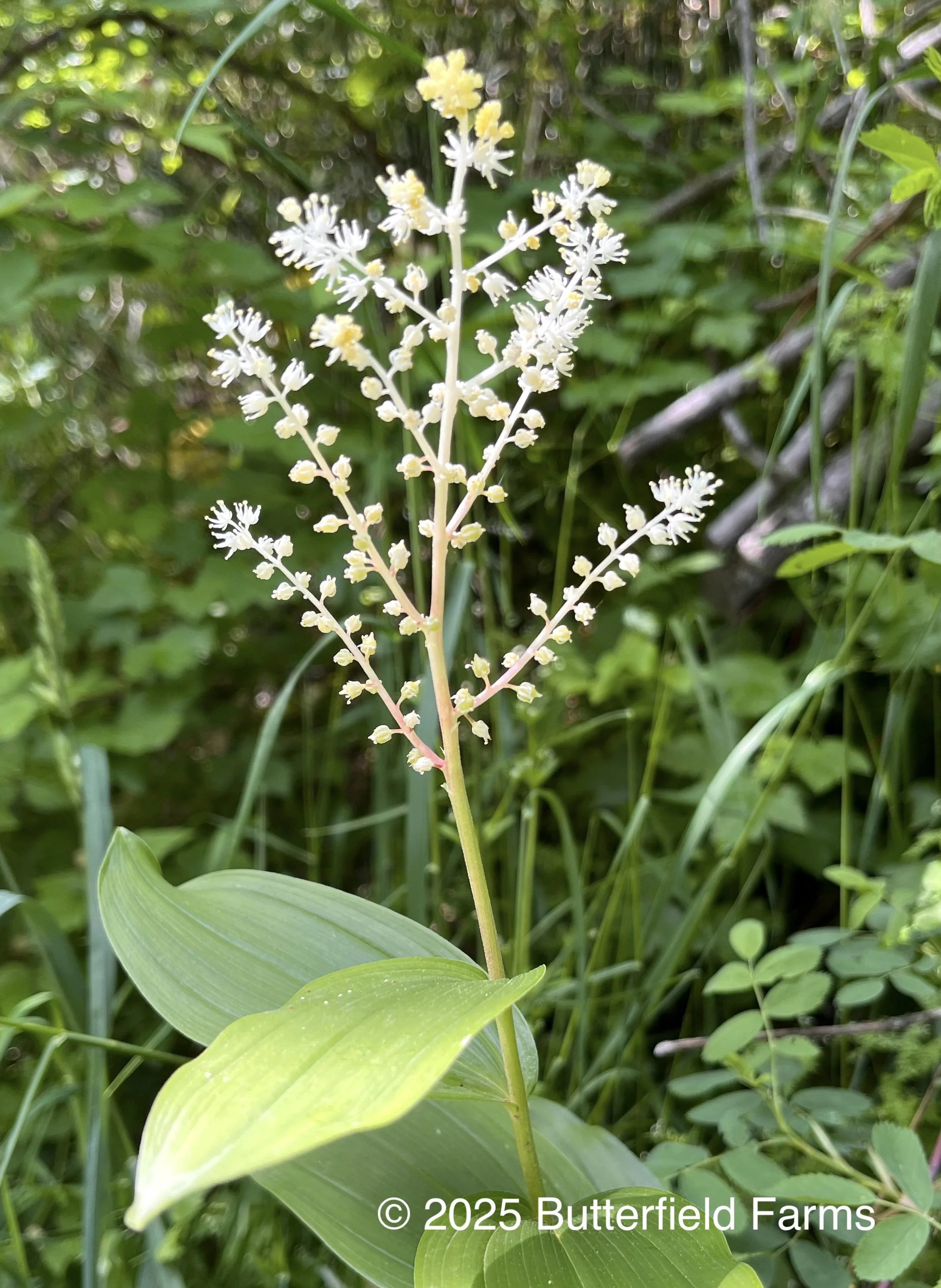 False Solomon's Seal — Butterfield Seeds