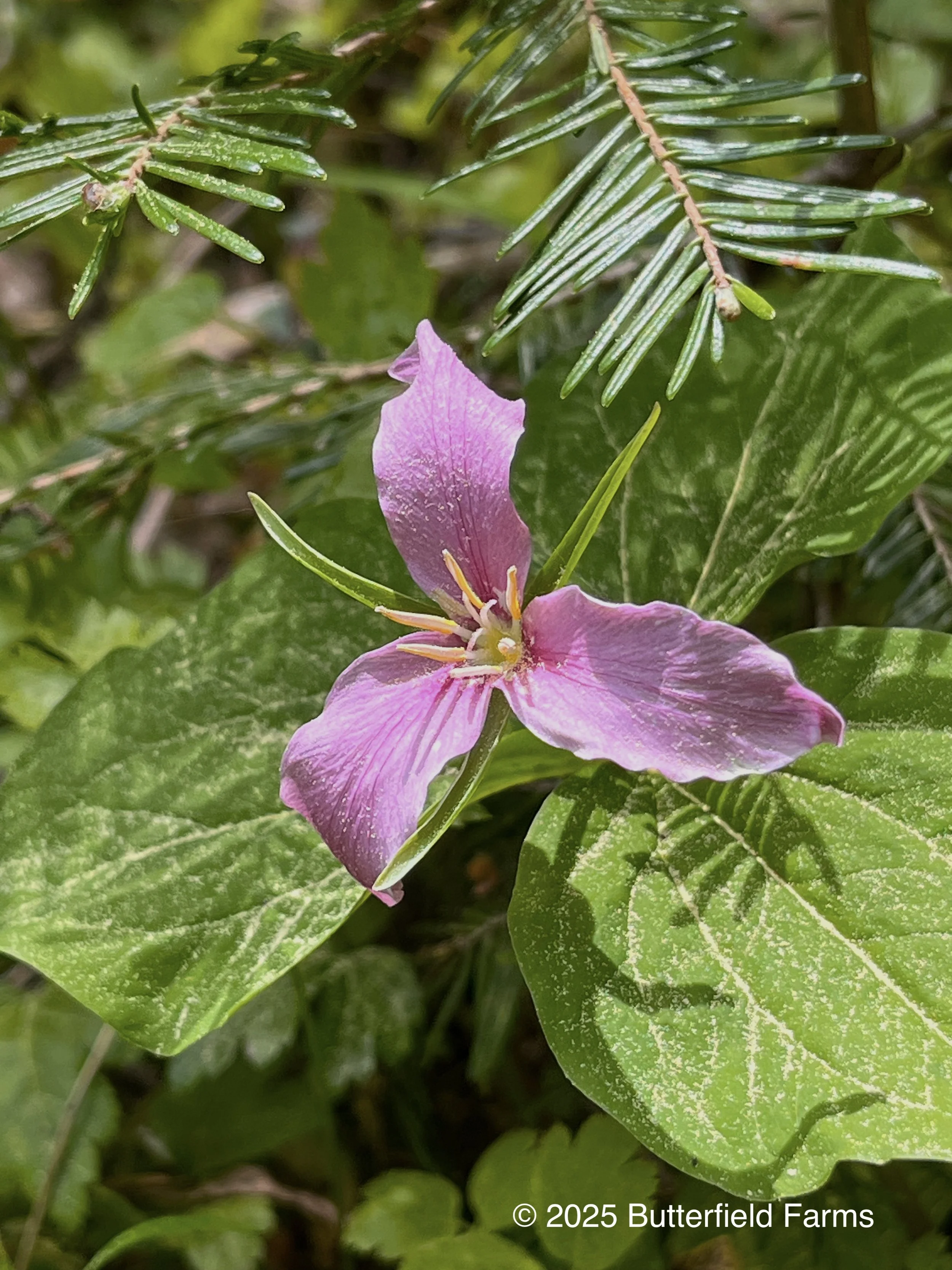 Western Trillium — Butterfield Seeds
