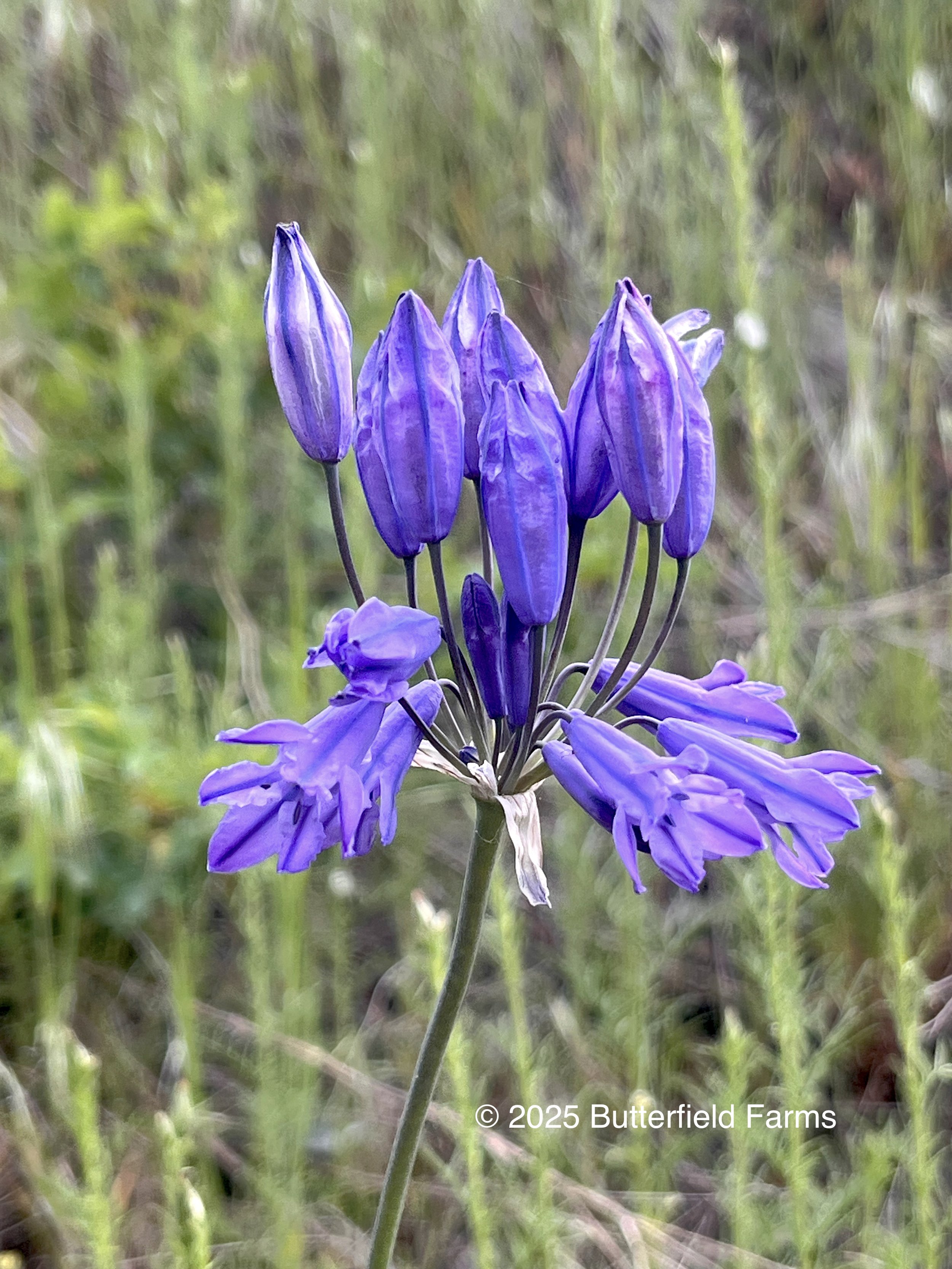 Douglas’s Wild Hyacinth — Butterfield Seeds