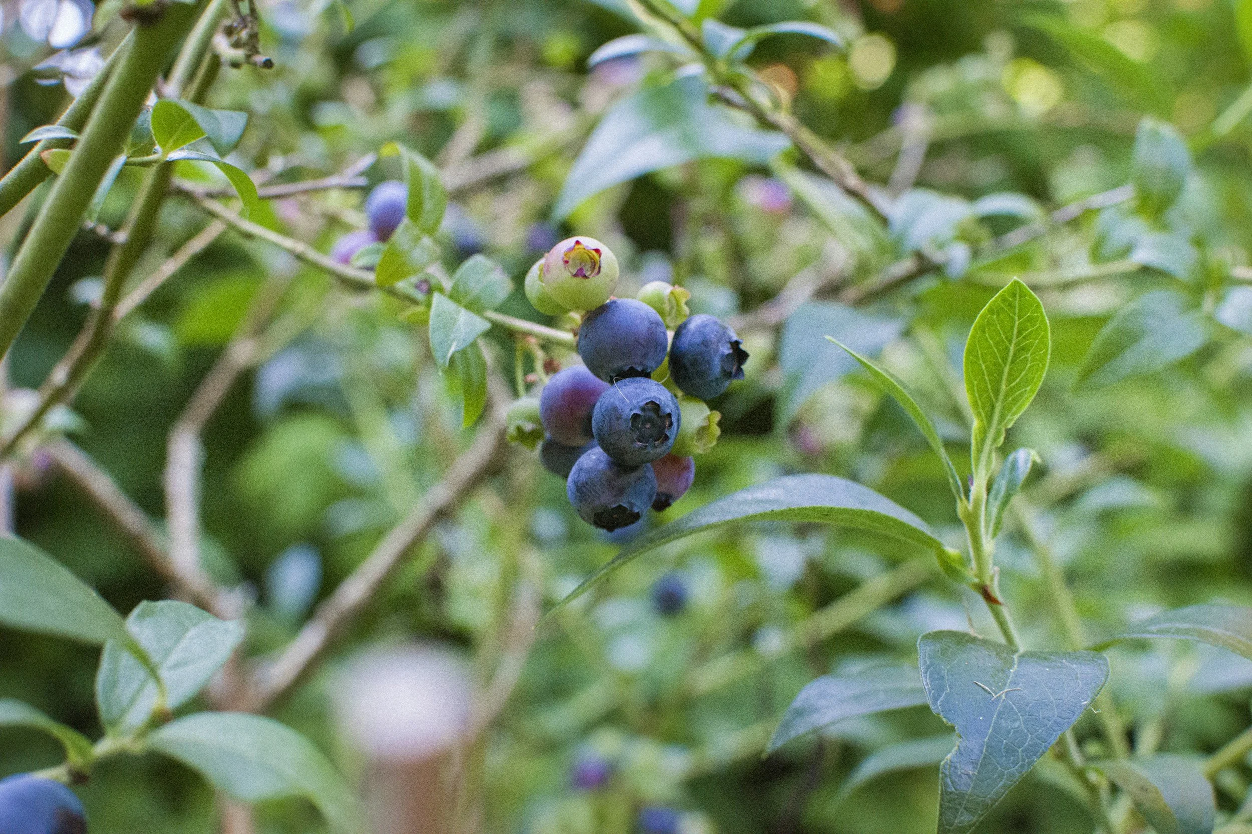 Wild Blueberries “Myrtilles” — La Vie en Sud