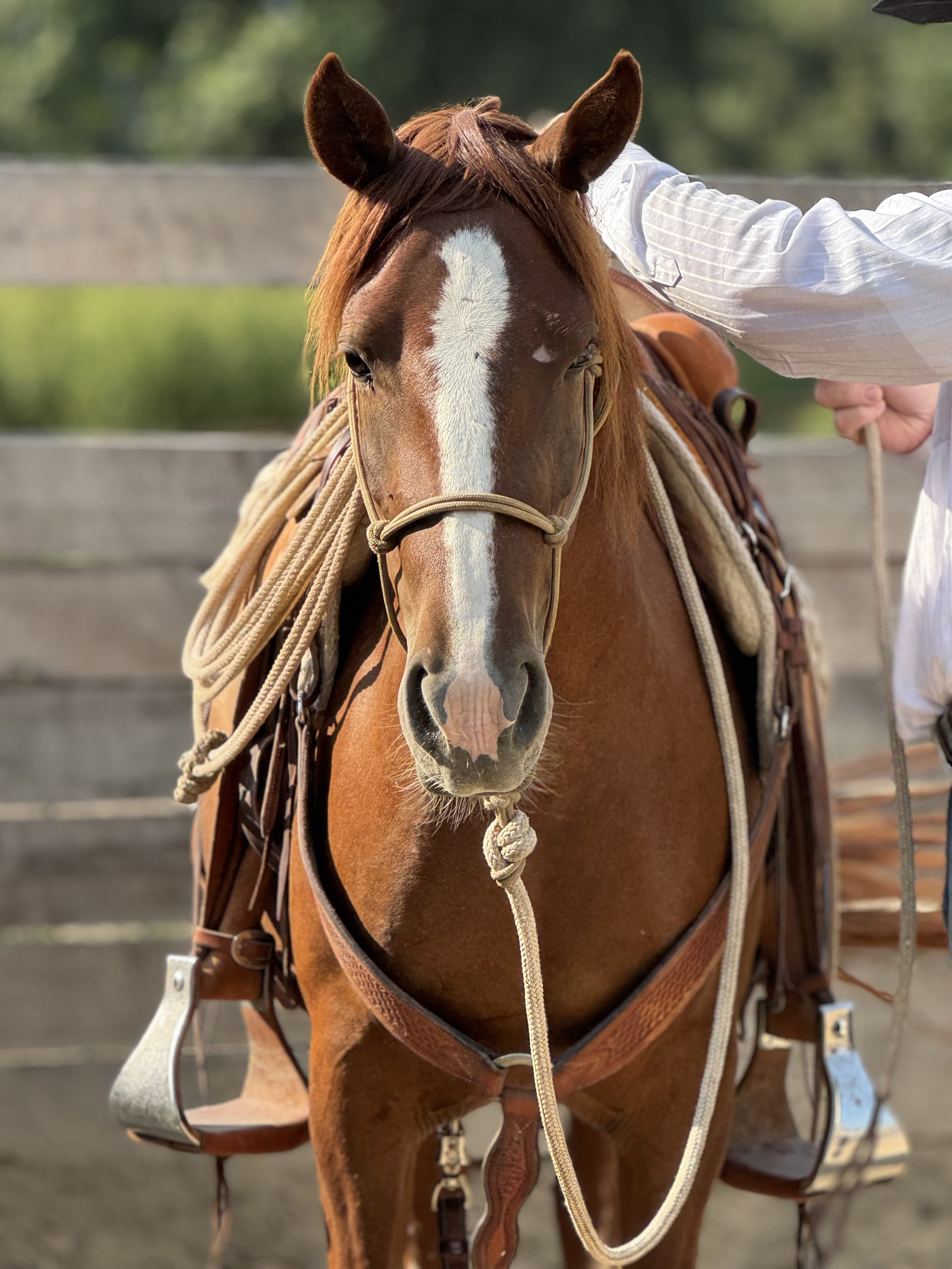Meet the Mustangs — AMERICAN MUSTANG PROJECT