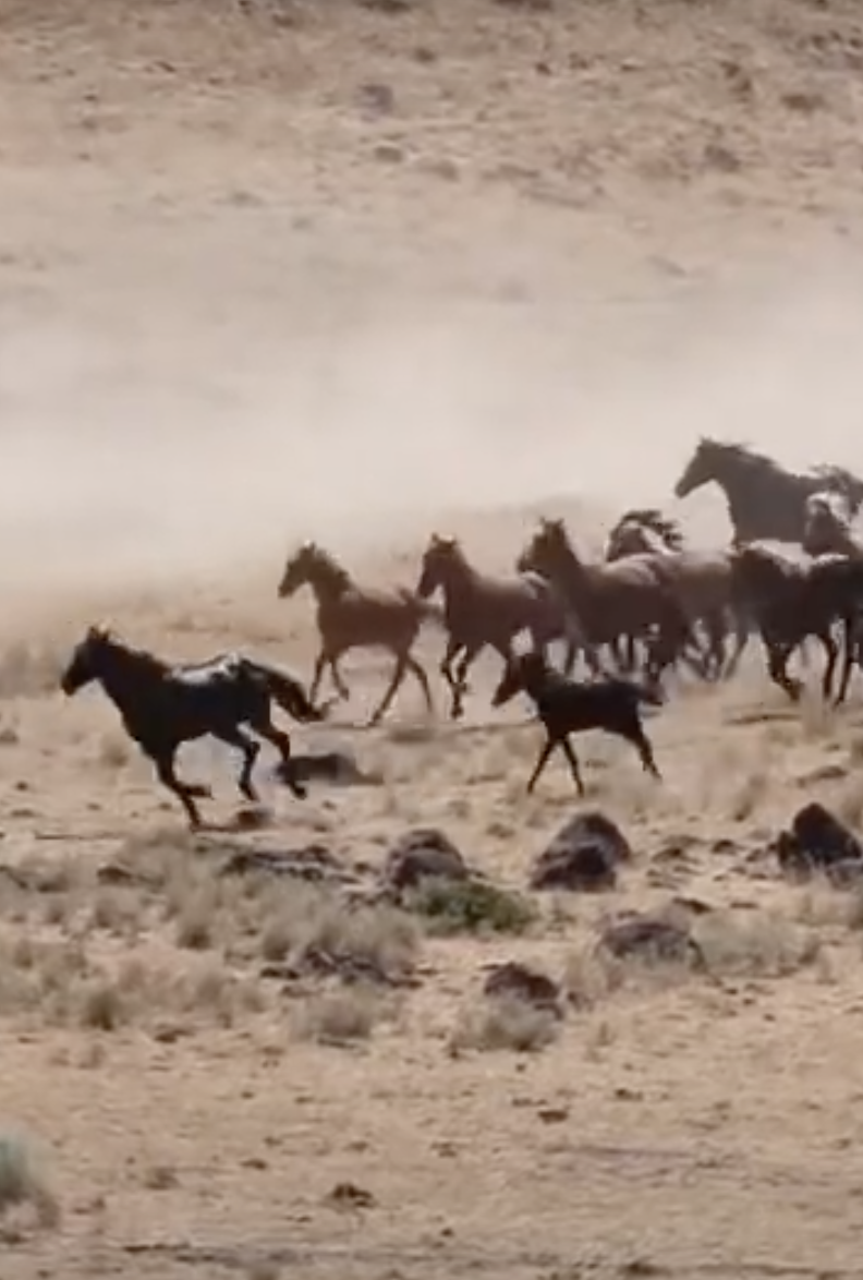 Meet the Mustangs — AMERICAN MUSTANG PROJECT