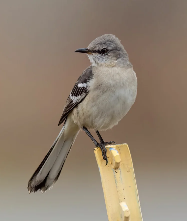 San Diego Bird Alliance | Formerly Audubon | 75-Years of Conservation ...