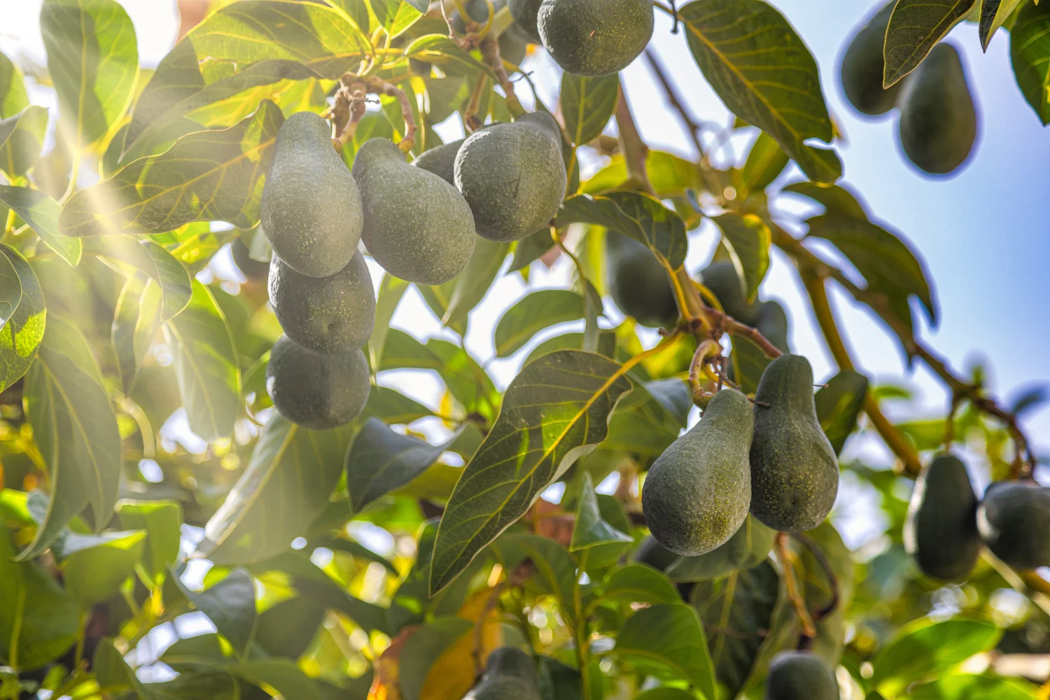 Mendoza Bros Harvesting