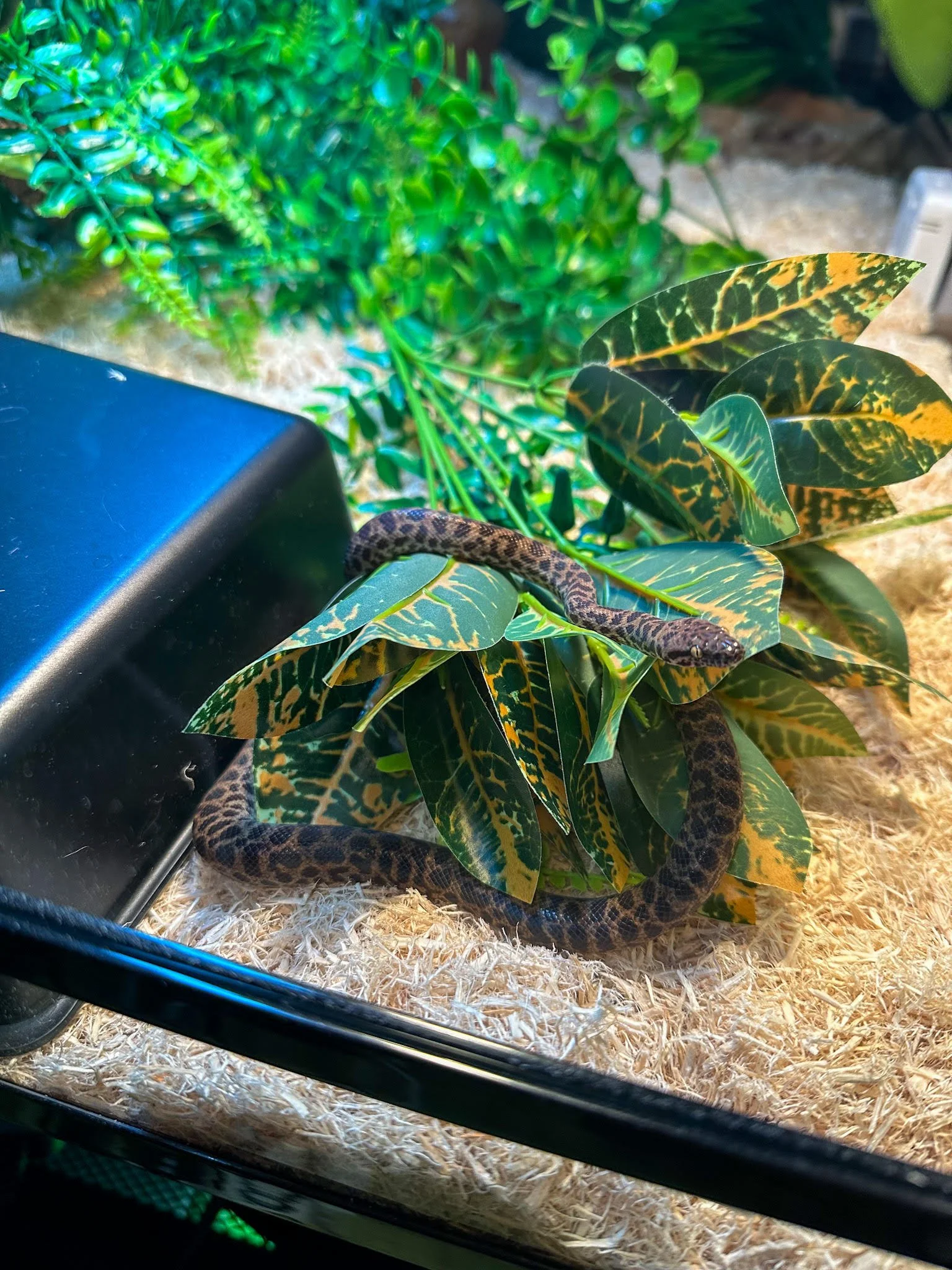 Spotted Python (Antaresia maculosa) Care Guide — MHI Exotics