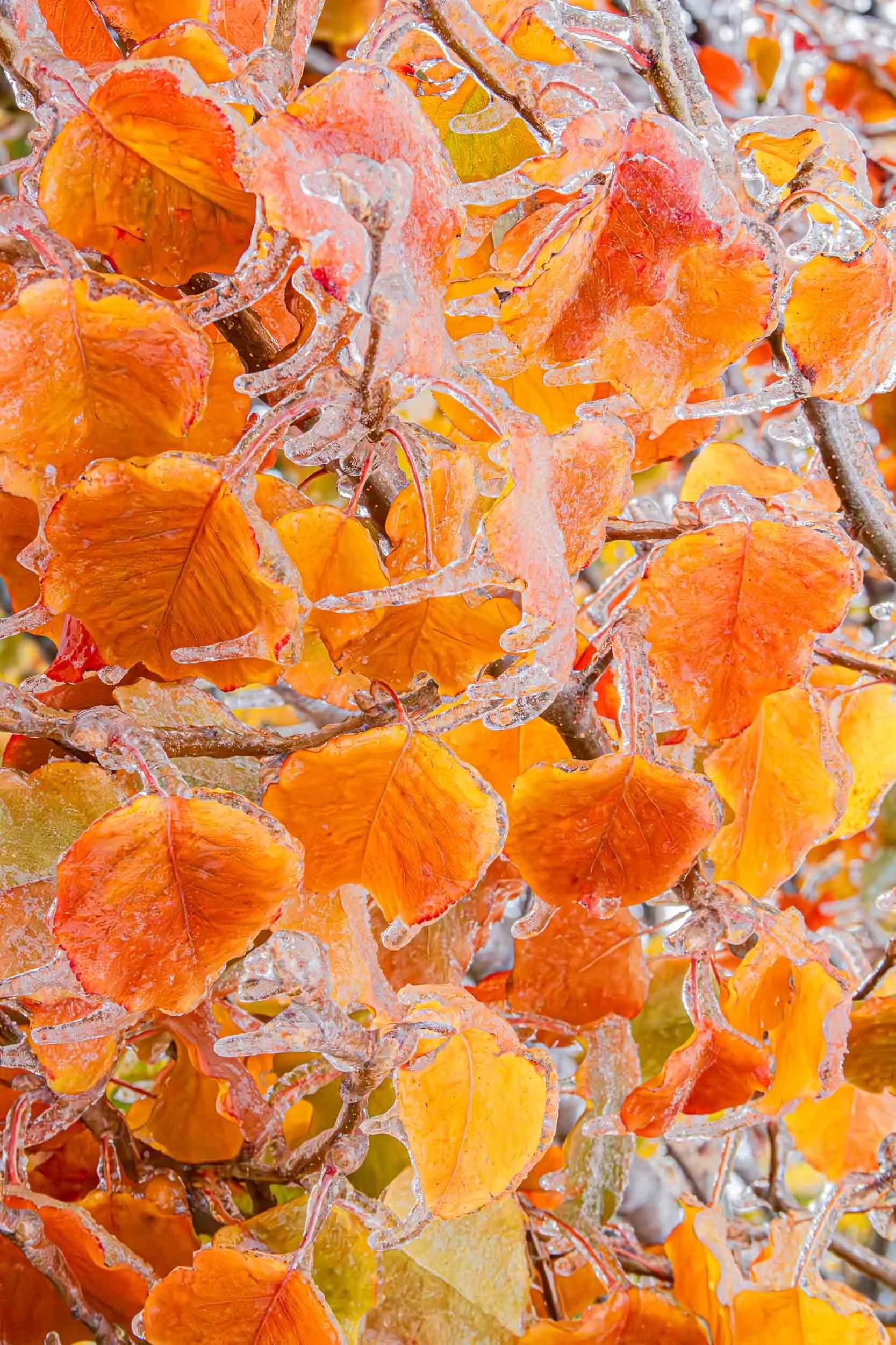 Frozen Fire — Art Photo Pix - Photography Wall Art