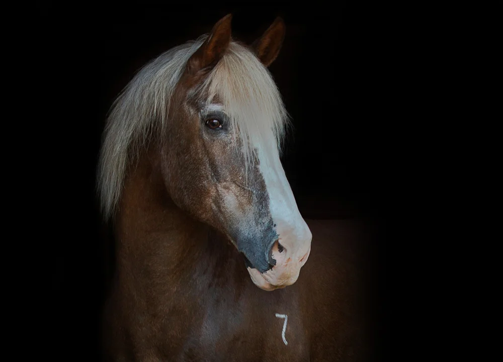 PasturePuff