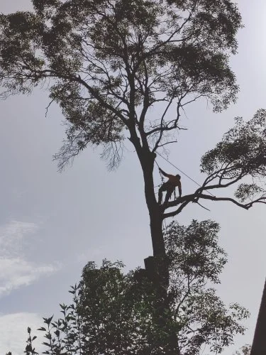 TK Tree Services Pty Ltd