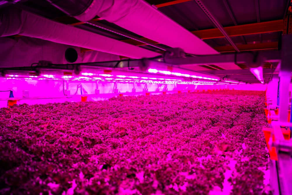 Who we are — GroGrace: Eat Fresh, Live Well