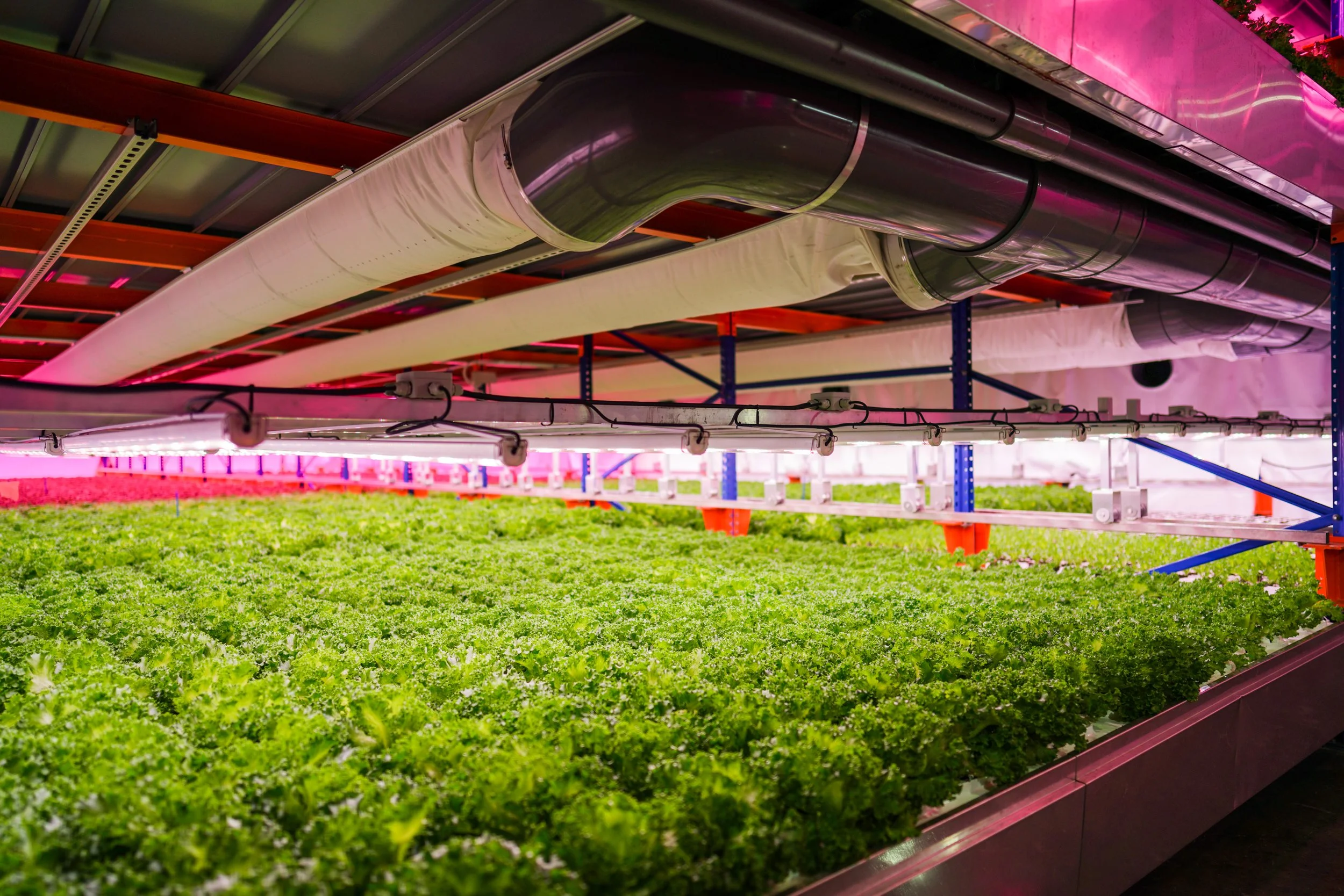 Who we are — GroGrace: Eat Fresh, Live Well