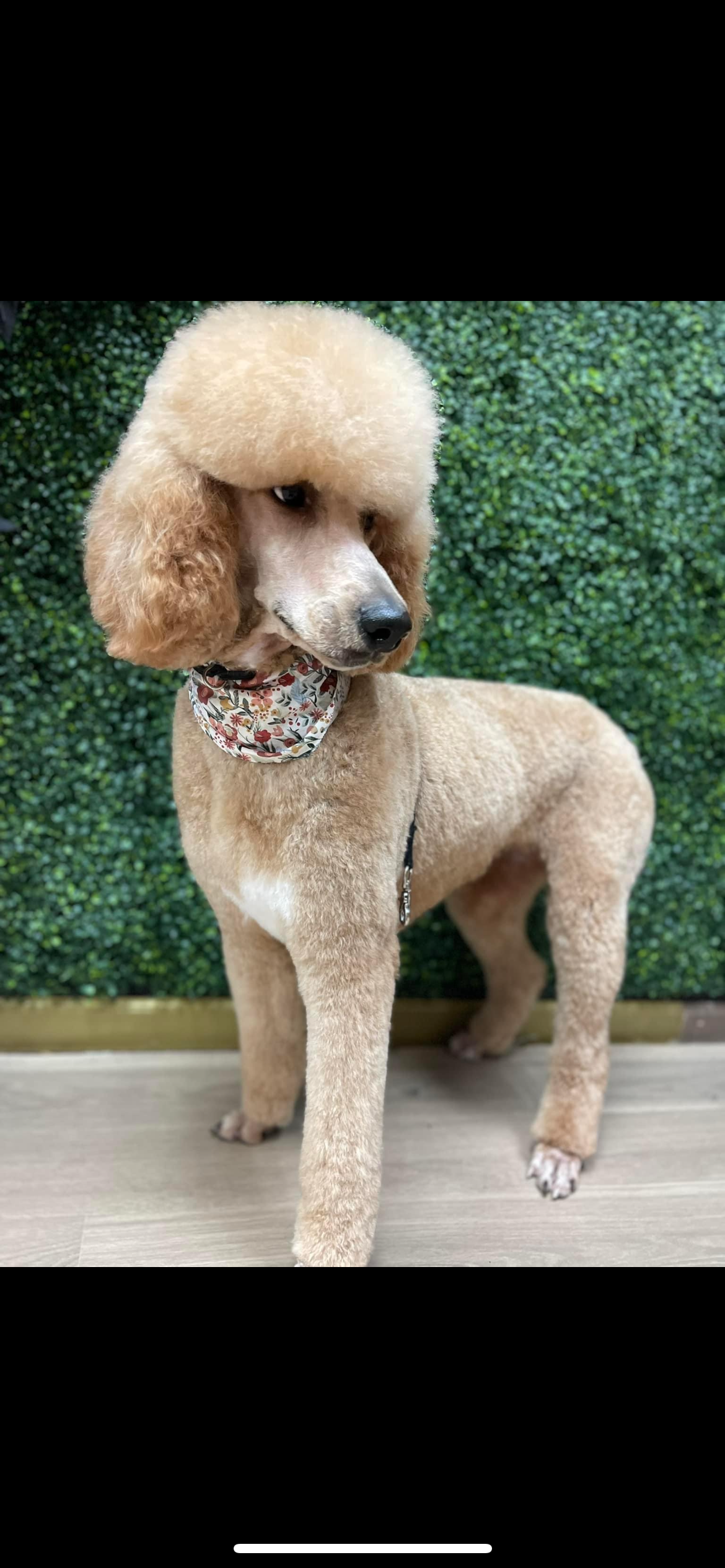 Fluff & Buff Grooming Studio