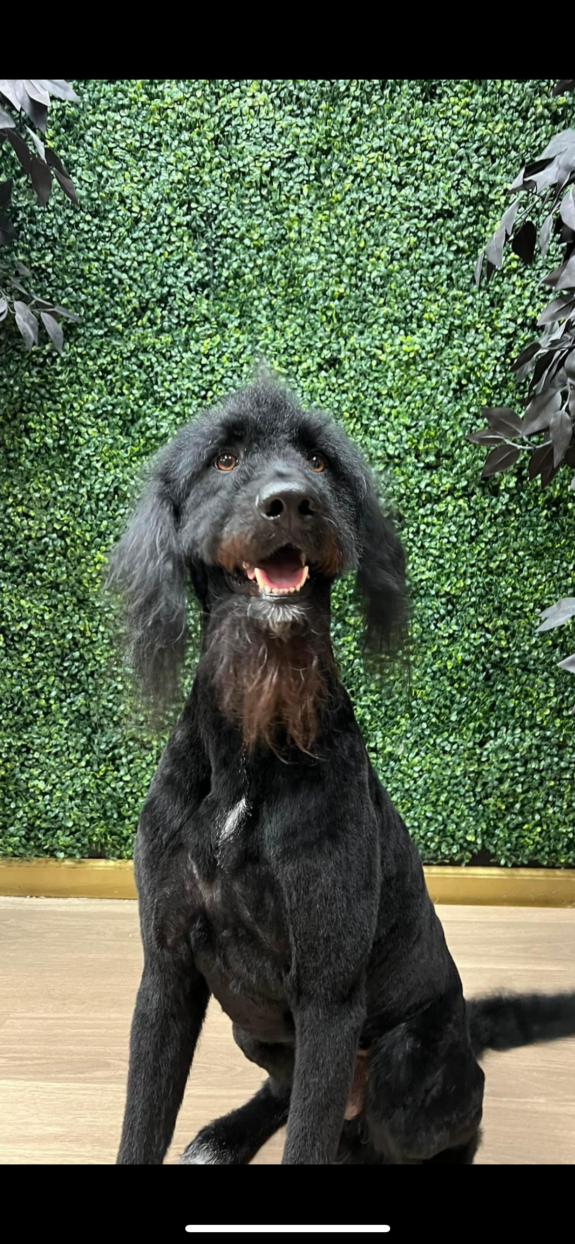 Fluff & Buff Grooming Studio