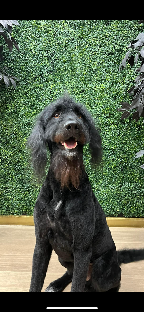 Fluff & Buff Grooming Studio