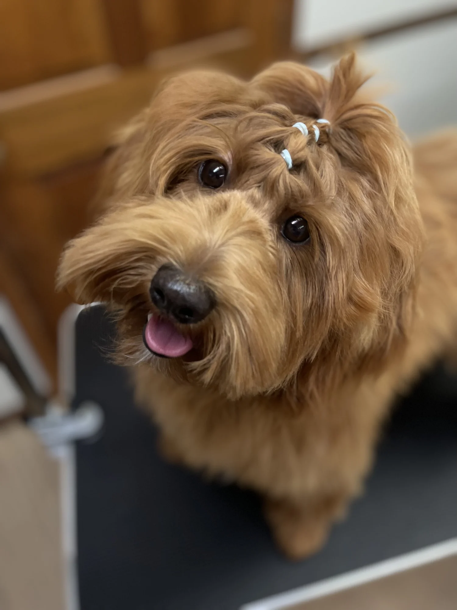 Fluff & Buff Grooming Studio