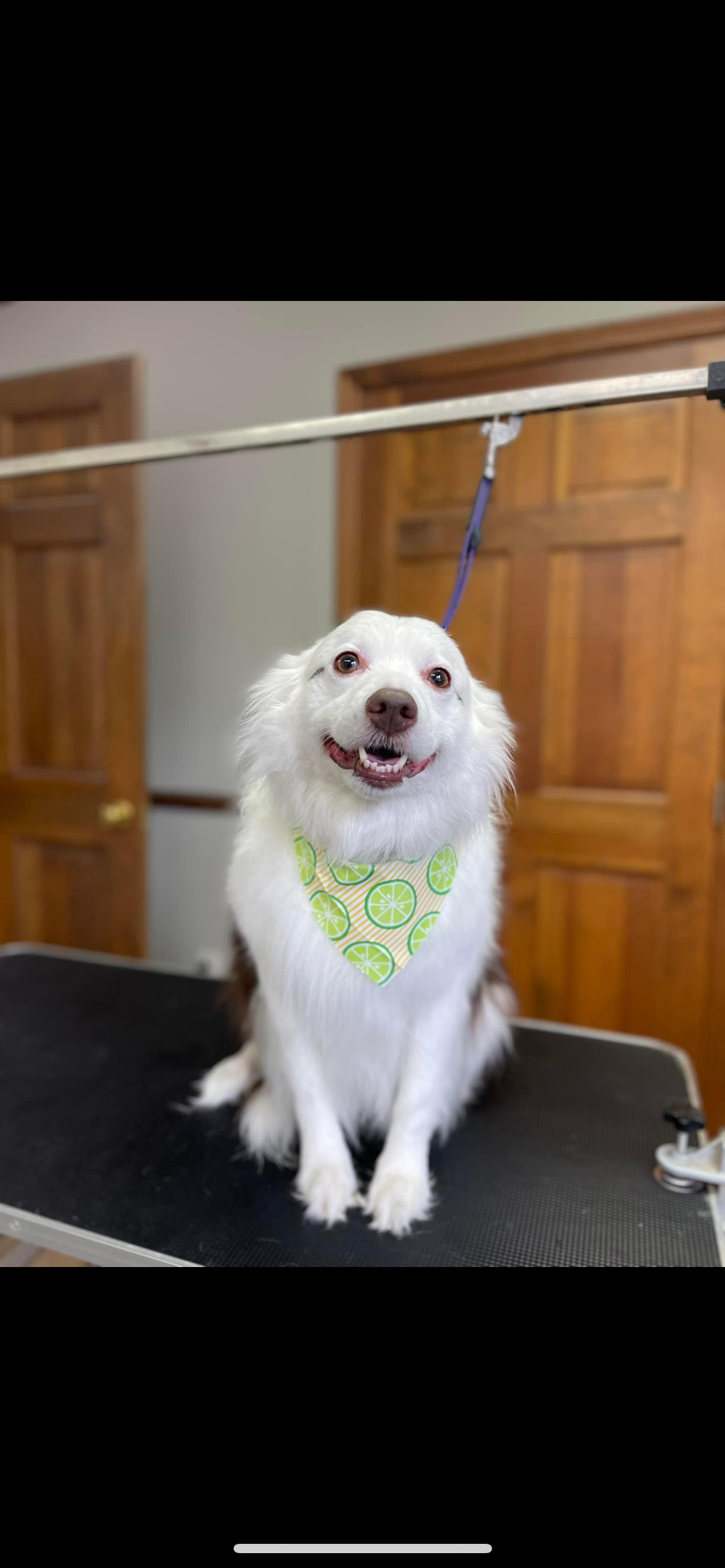 Fluff & Buff Grooming Studio