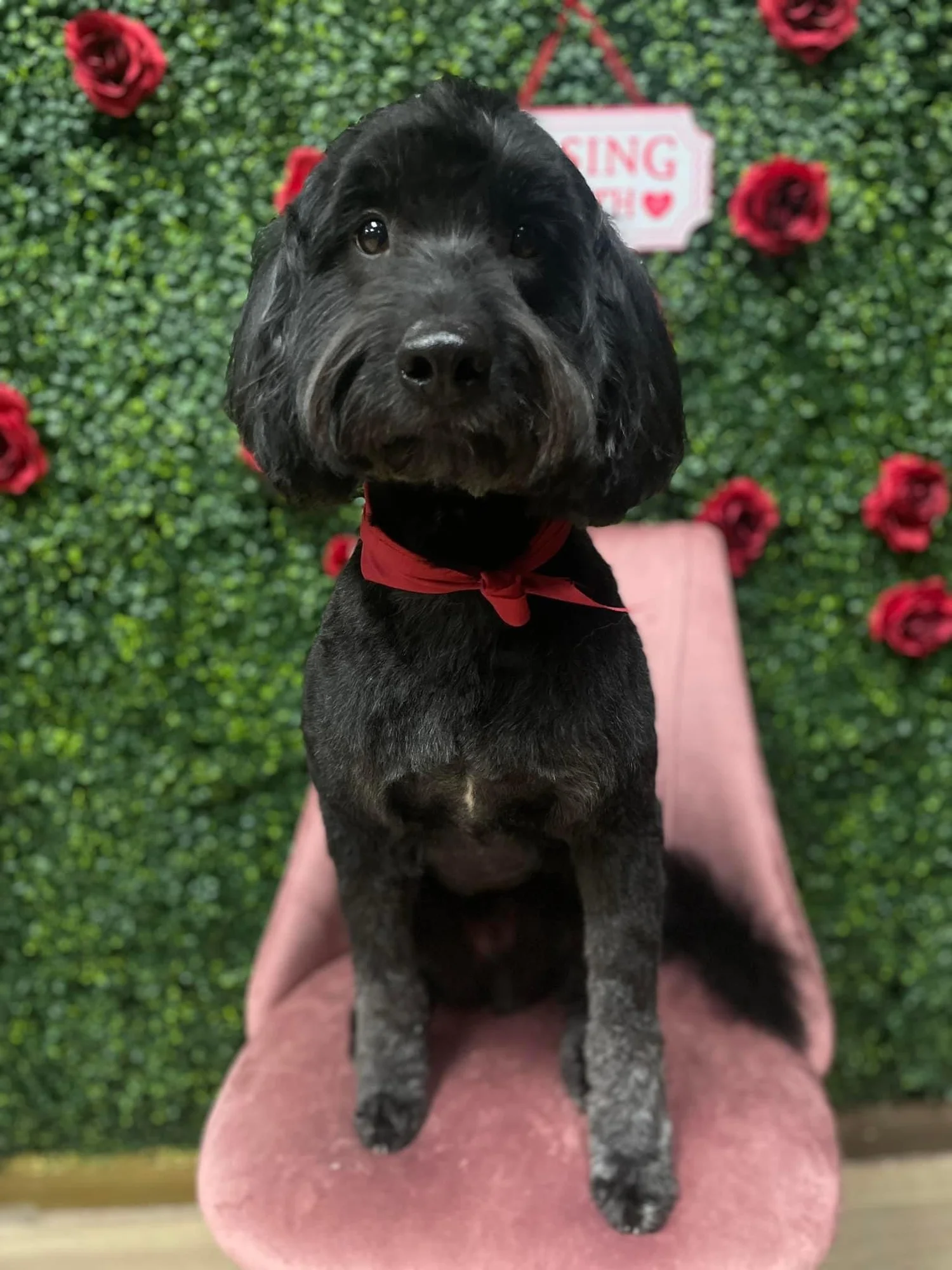 Fluff & Buff Grooming Studio