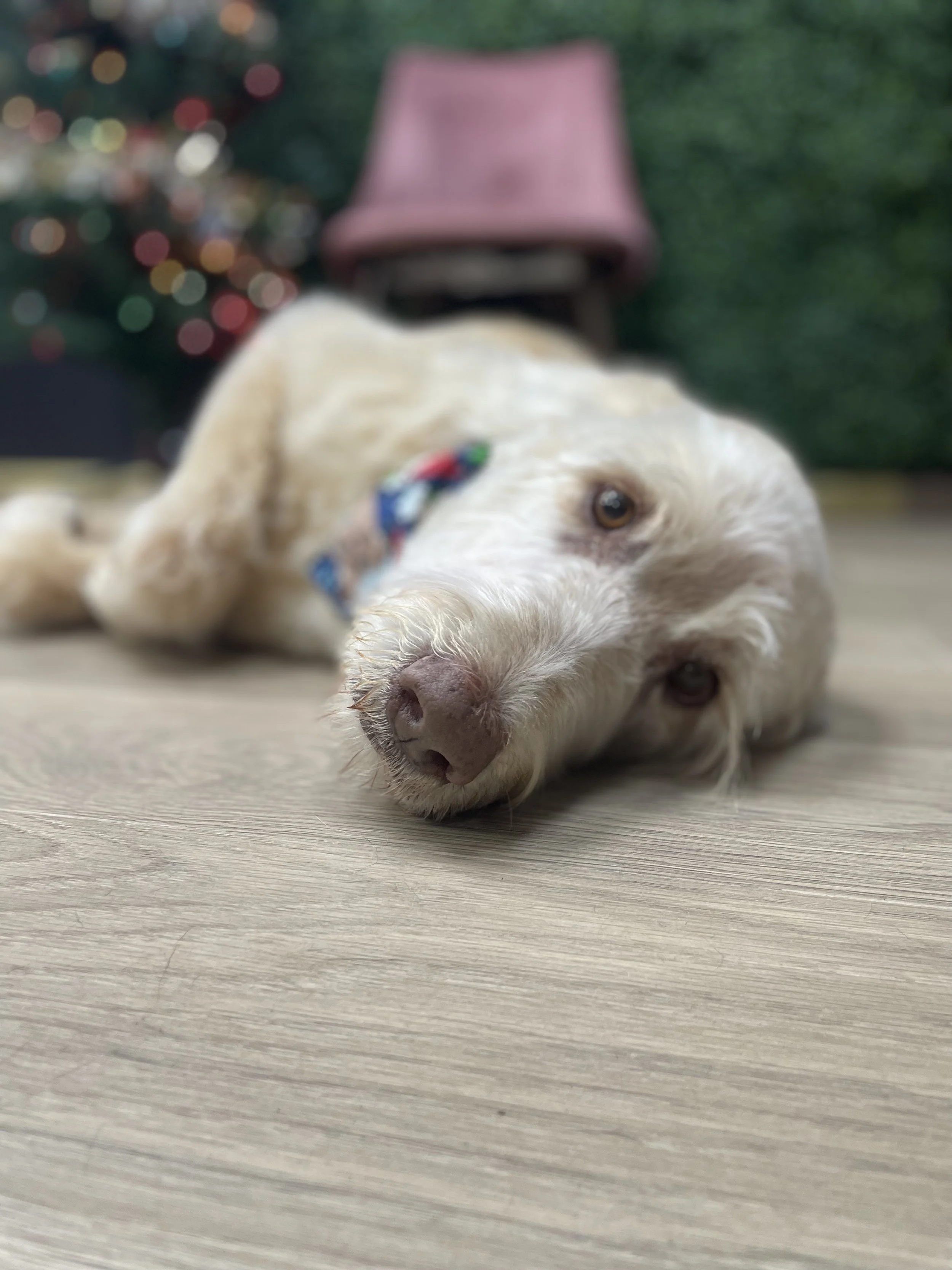 Fluff & Buff Grooming Studio