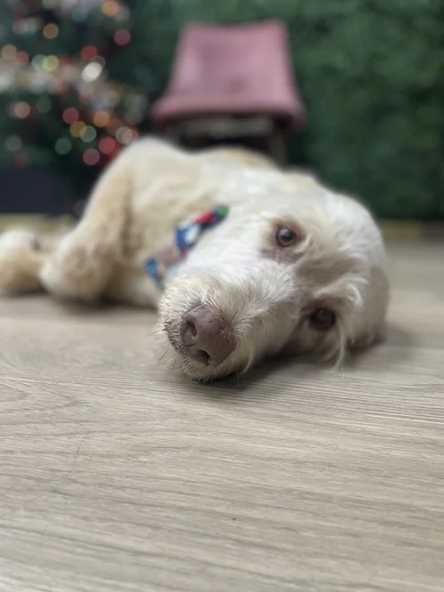 Fluff & Buff Grooming Studio