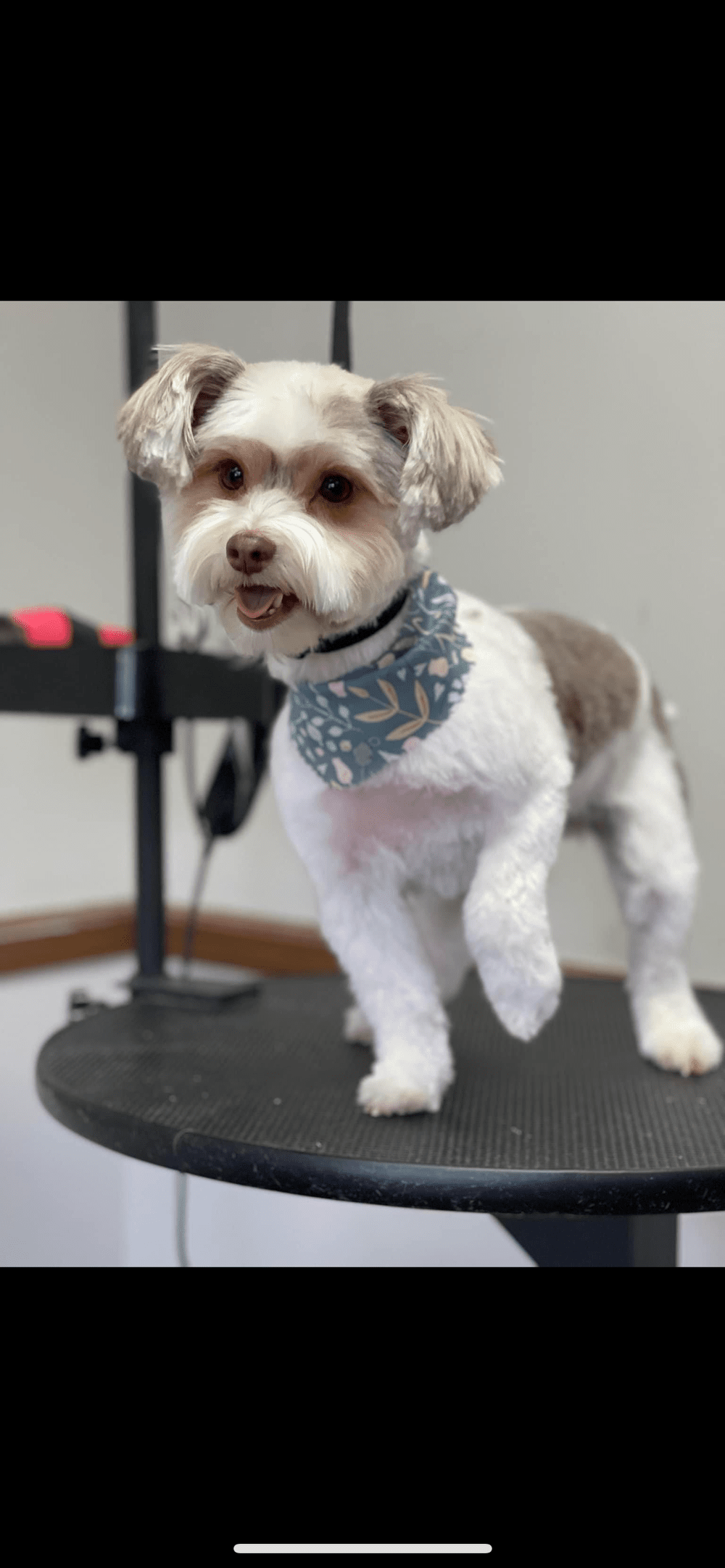 Fluff & Buff Grooming Studio