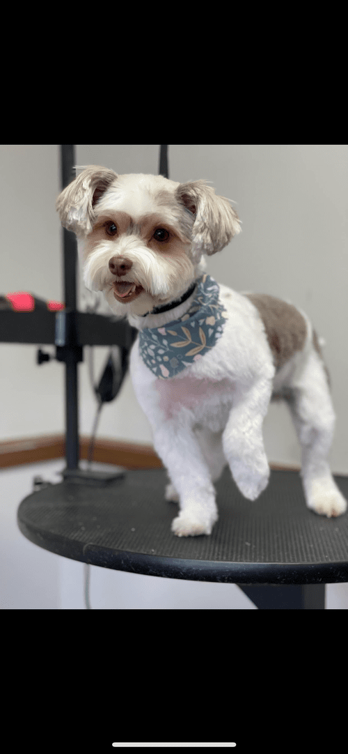 Fluff & Buff Grooming Studio