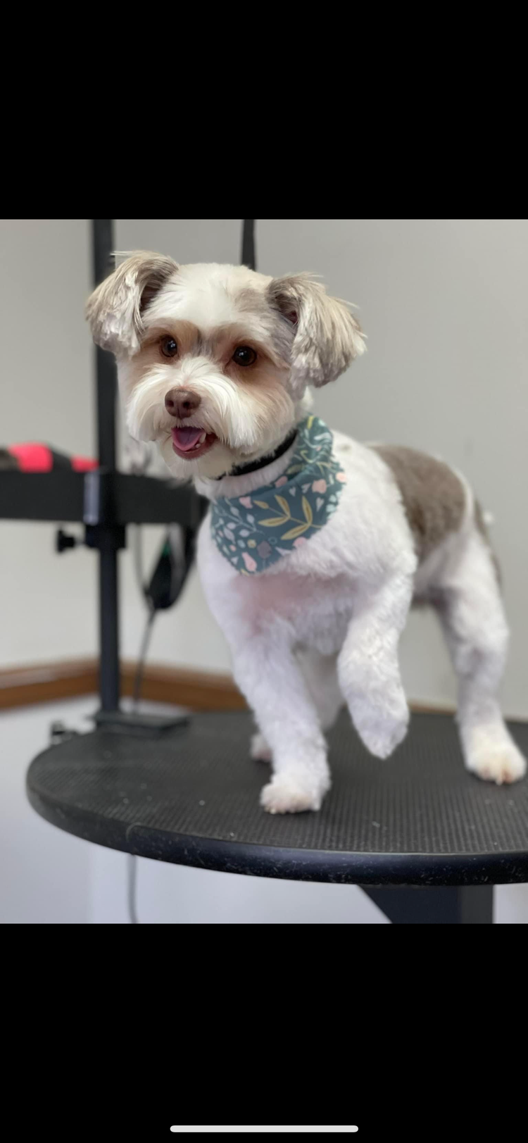 Fluff & Buff Grooming Studio