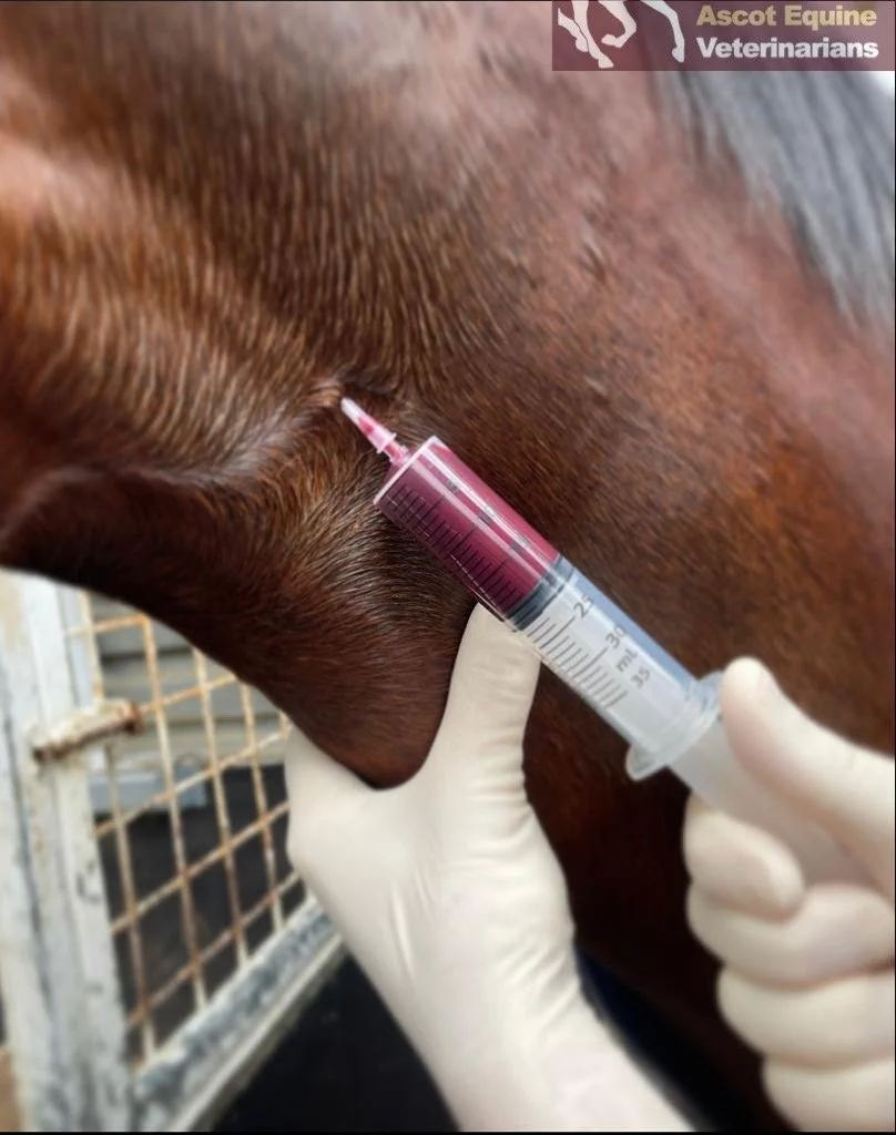 Equine Metabolic Syndrome (EMS): A Common Cause of Laminitis in Horses ...